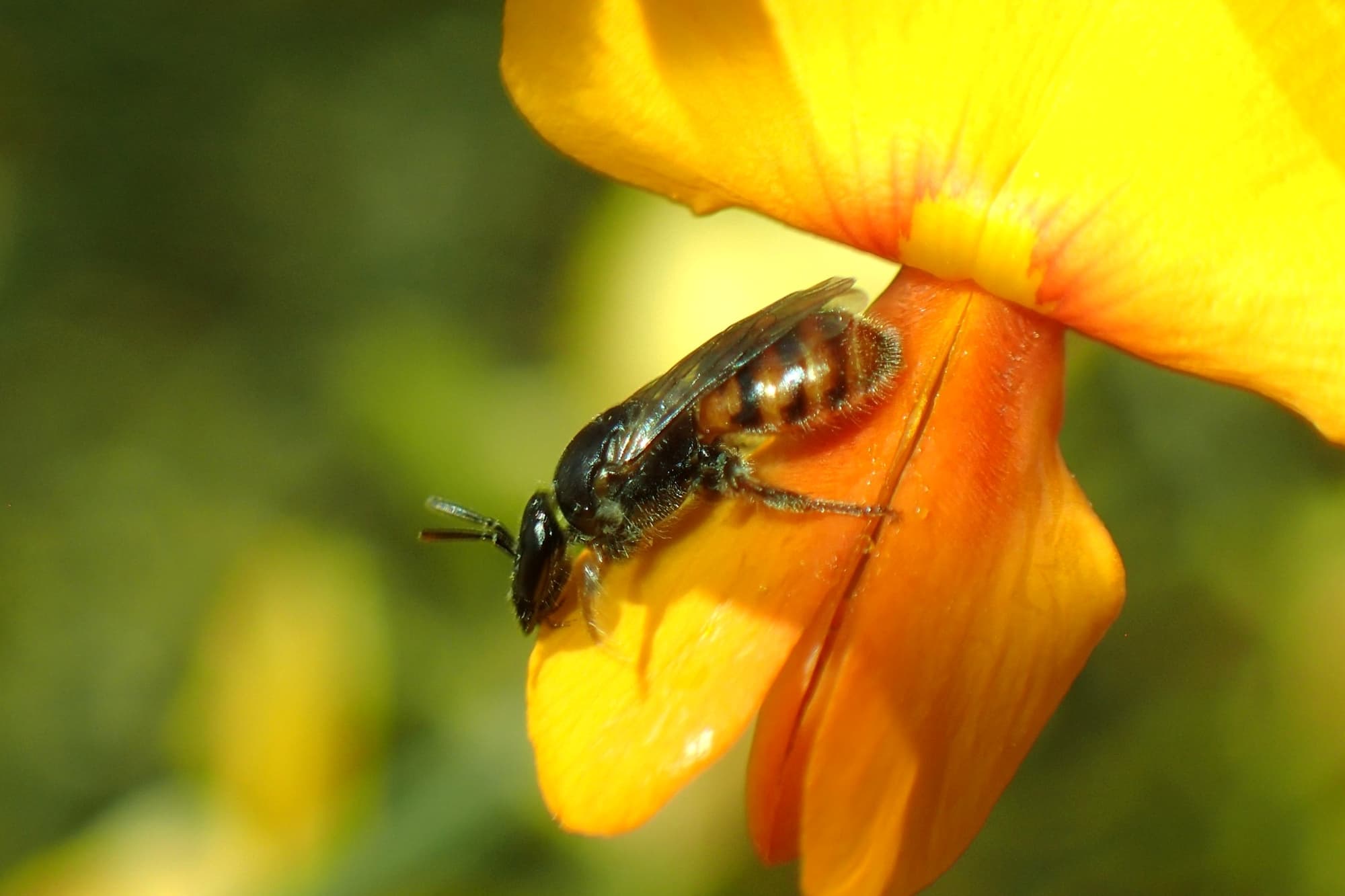 Euhesma – Ausemade