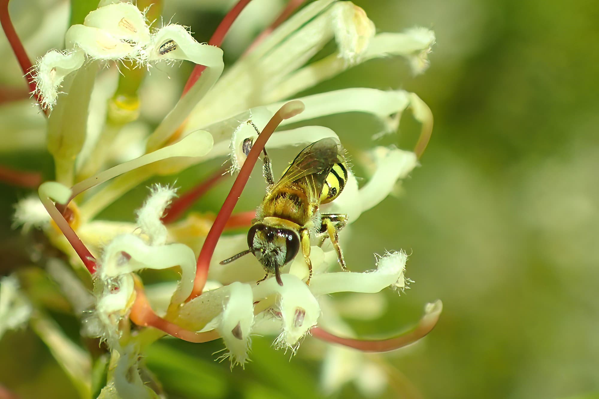 Euhesma “taylori” – part 2 – Ausemade