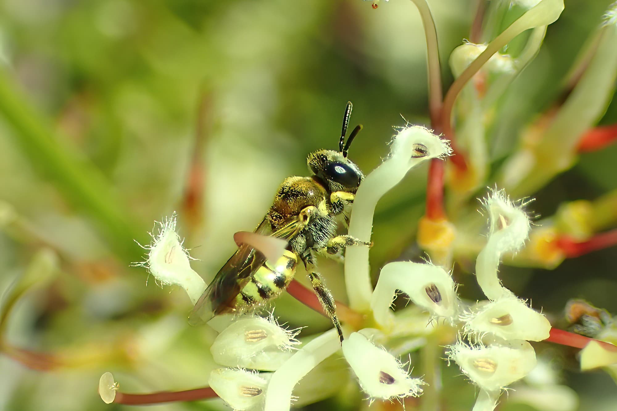 Euhesma “taylori” – part 2 – Ausemade