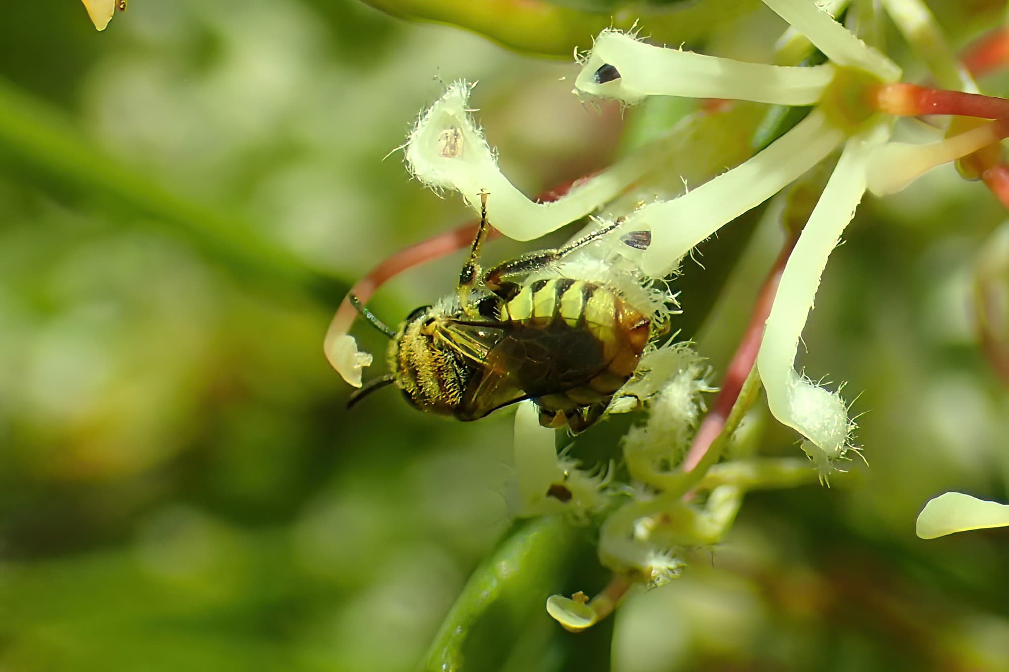 Euhesma “taylori” – part 2 – Ausemade