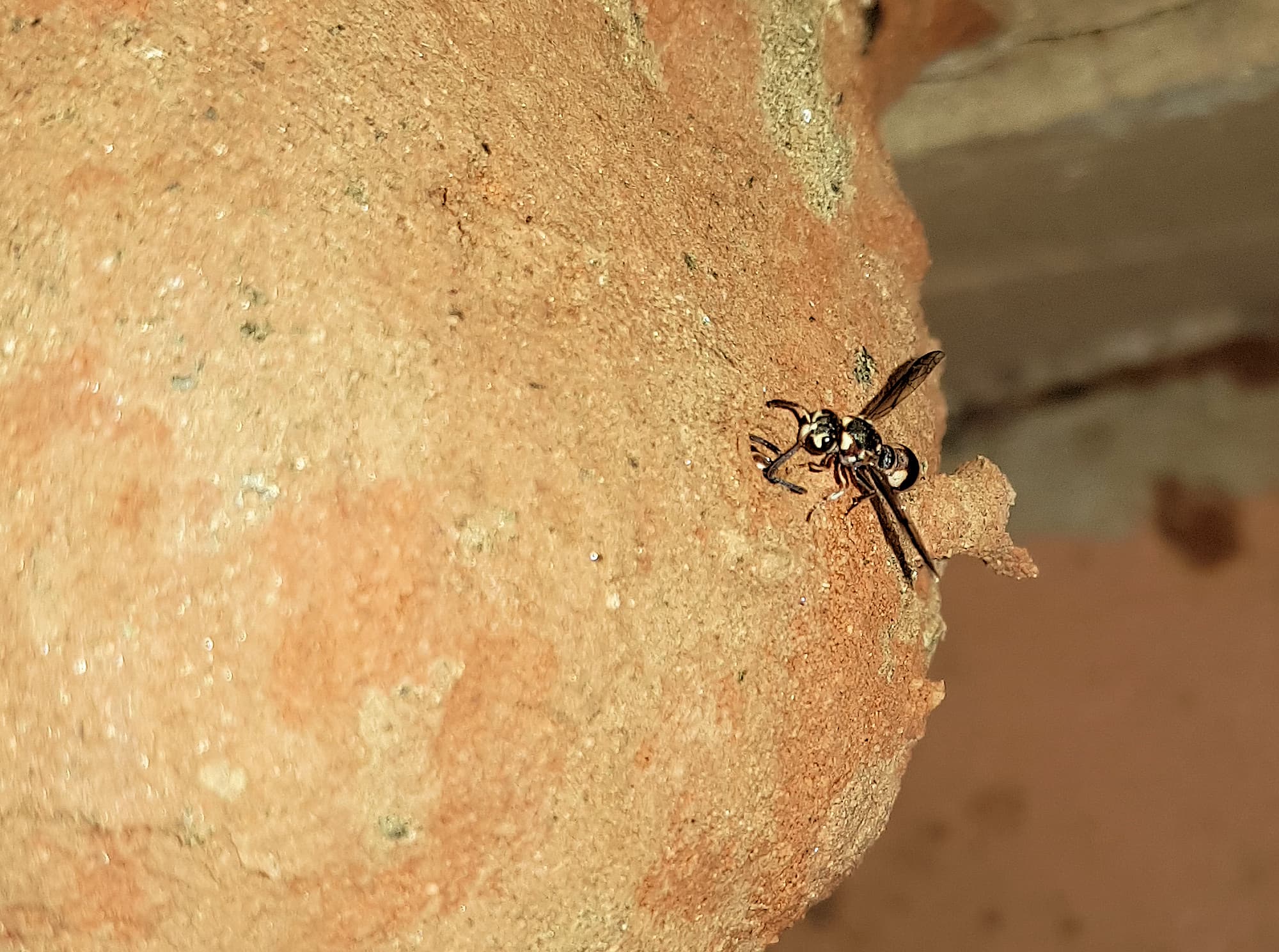 Eumeninae – Ausemade