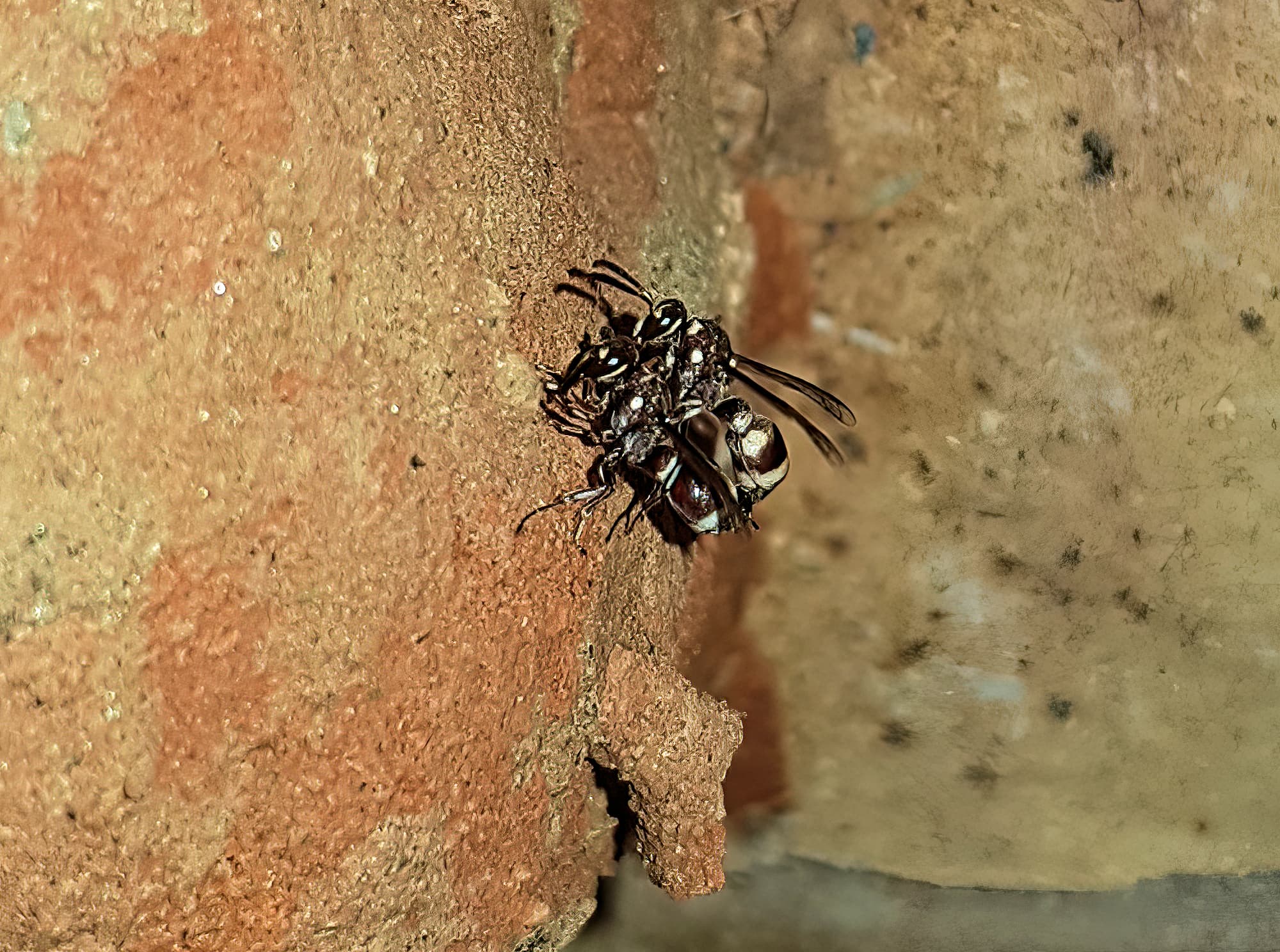 Eumeninae – Ausemade