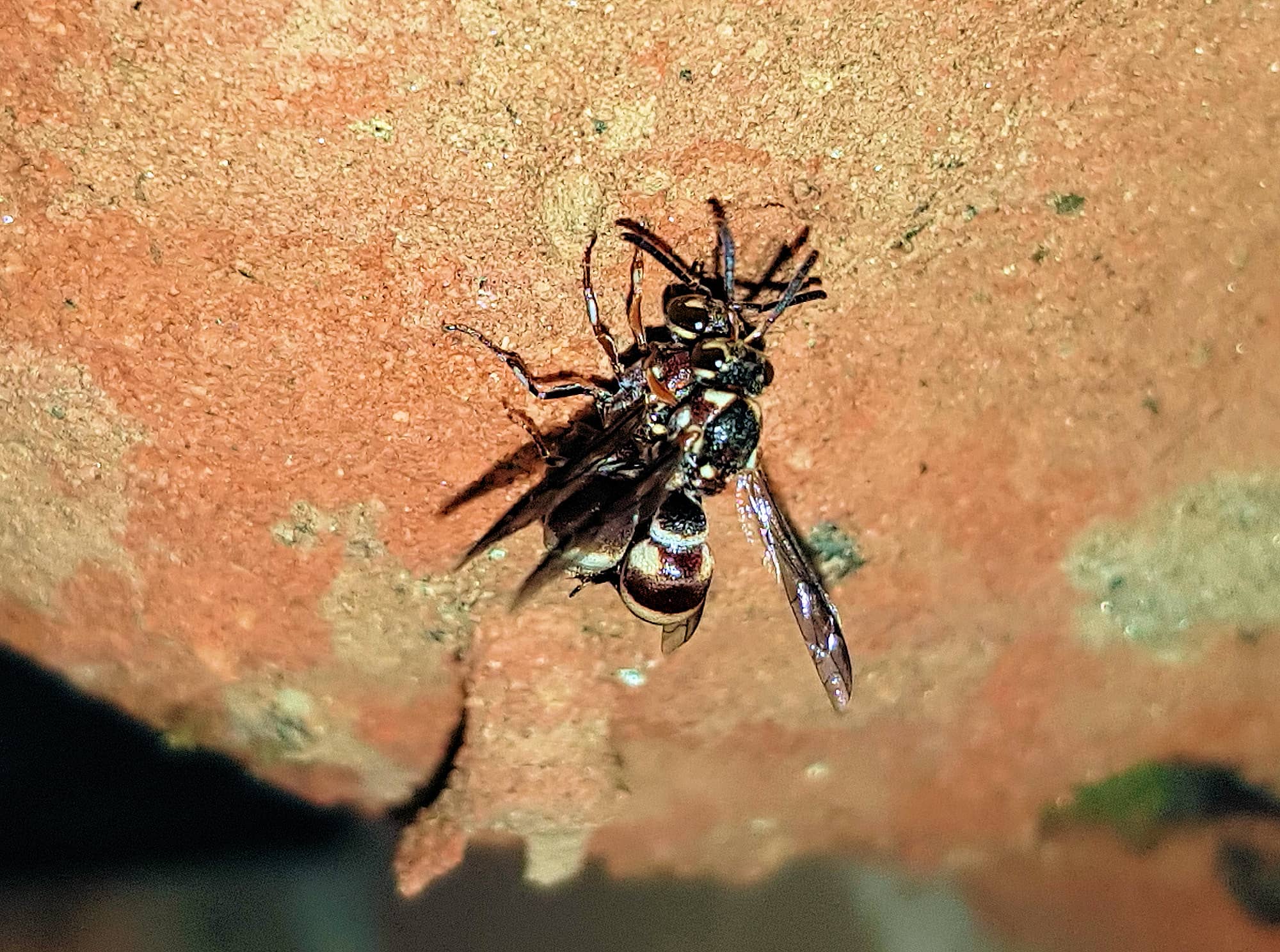 Eumeninae – Ausemade