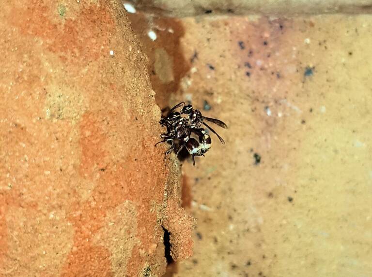 Wasps Index – Ausemade