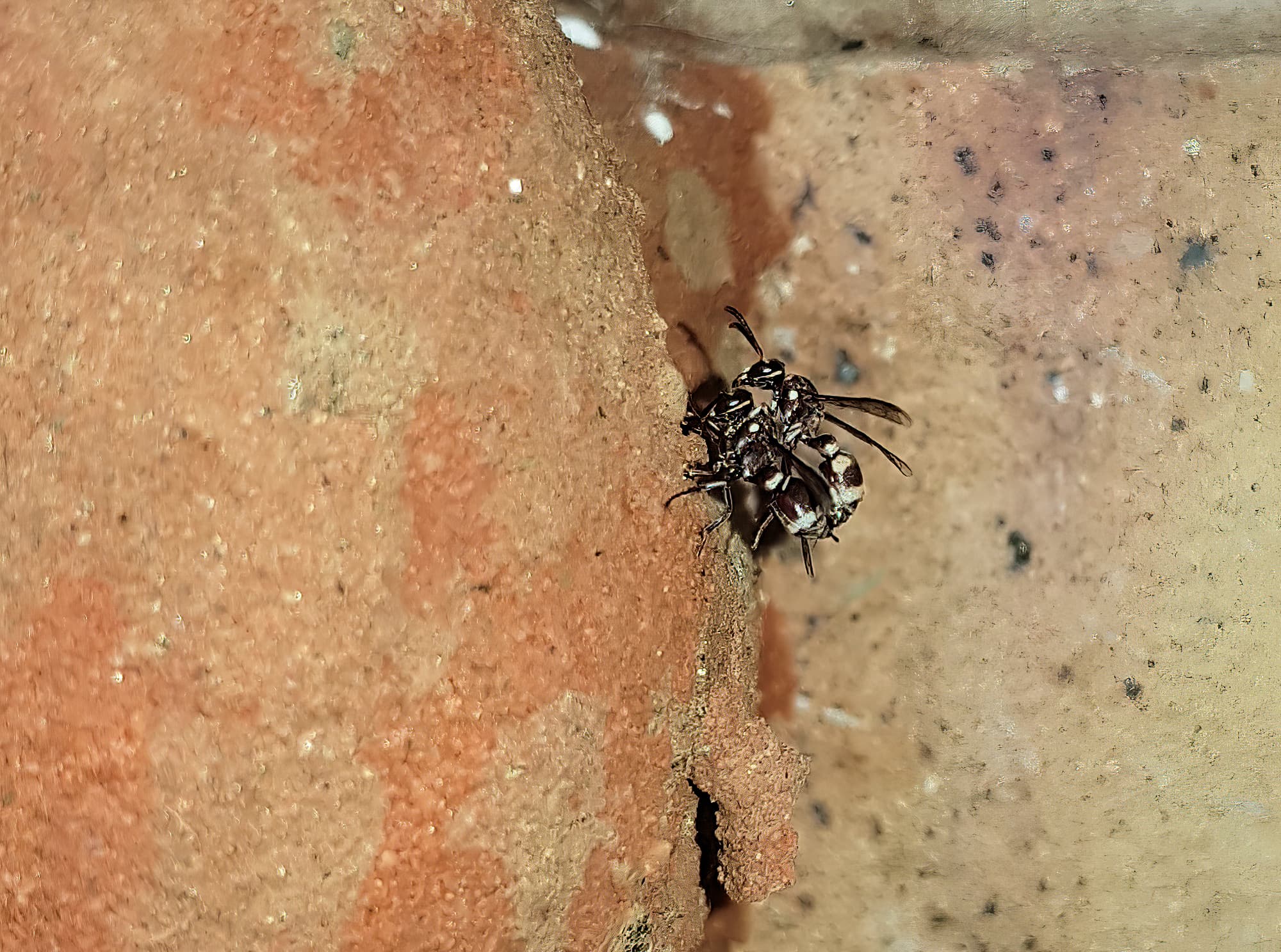 Eumeninae – Ausemade