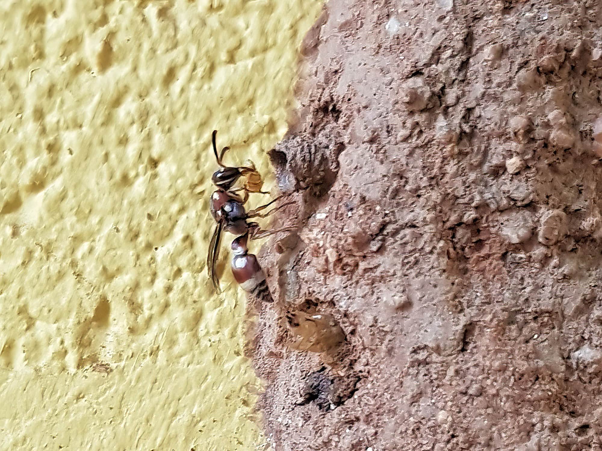 Paralastor sp. – Ausemade
