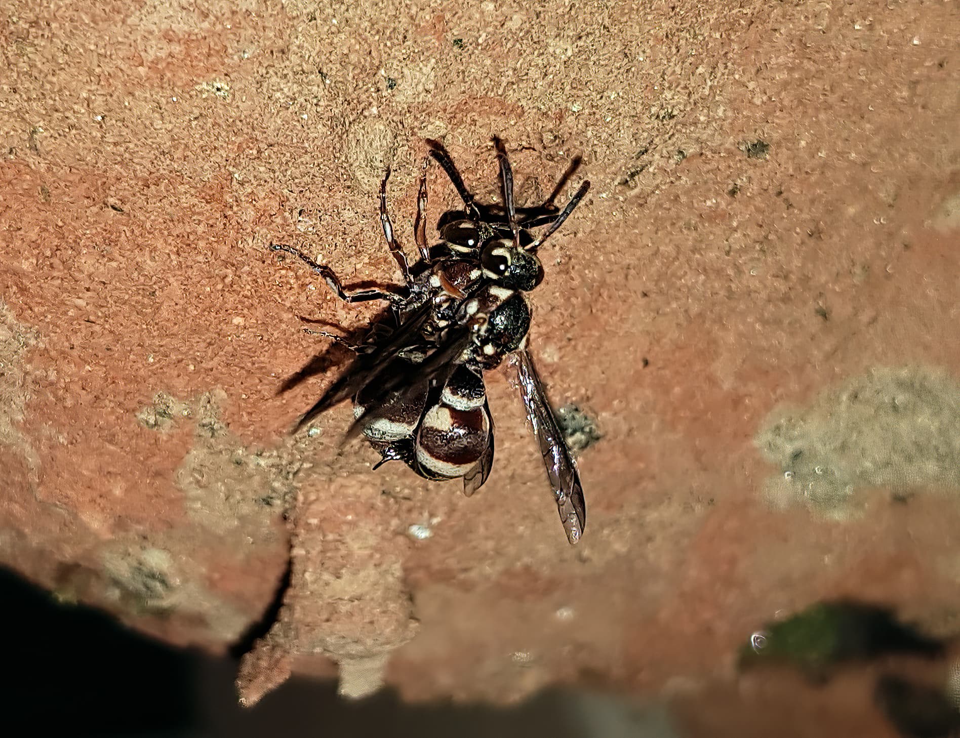 Eumeninae – Ausemade