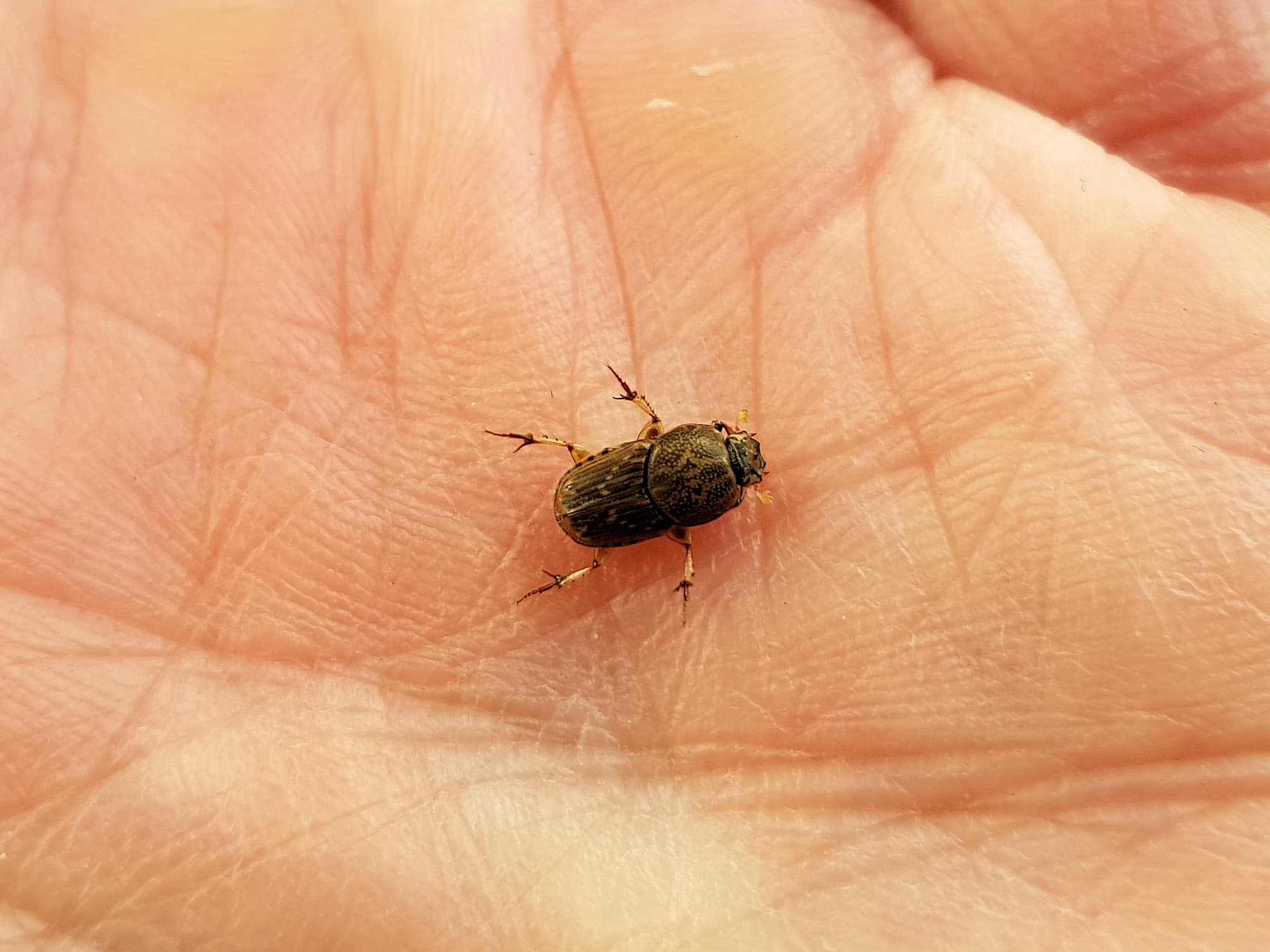 Euoniticellus intermedius (Northern Sandy Dung Beetle) – Ausemade