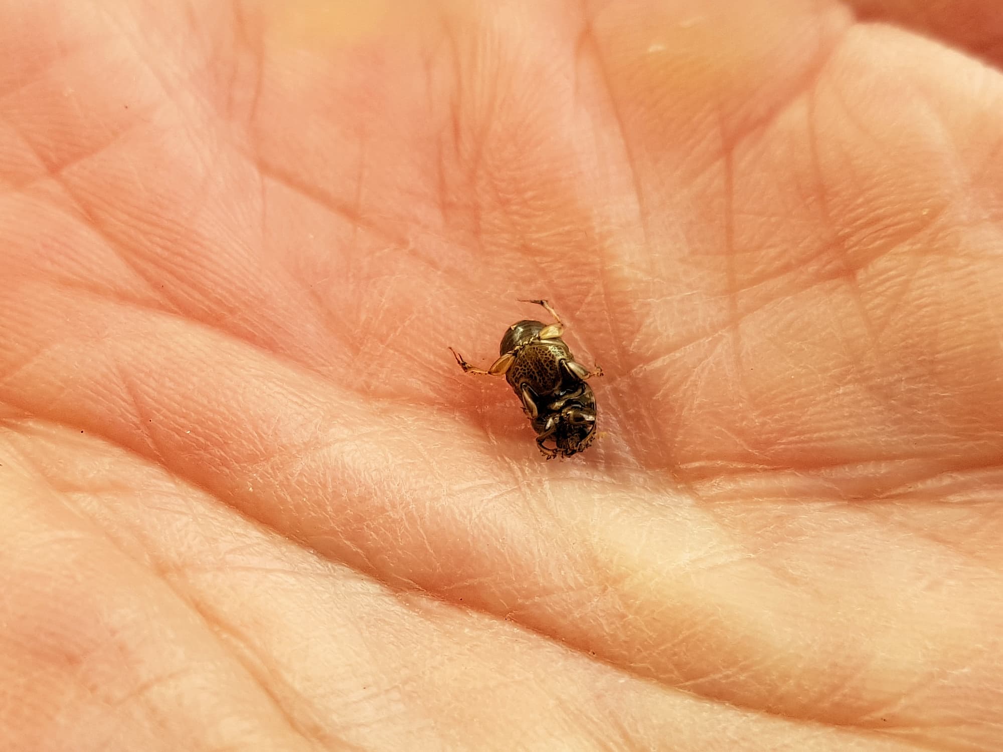 Euoniticellus intermedius (Northern Sandy Dung Beetle) – Ausemade