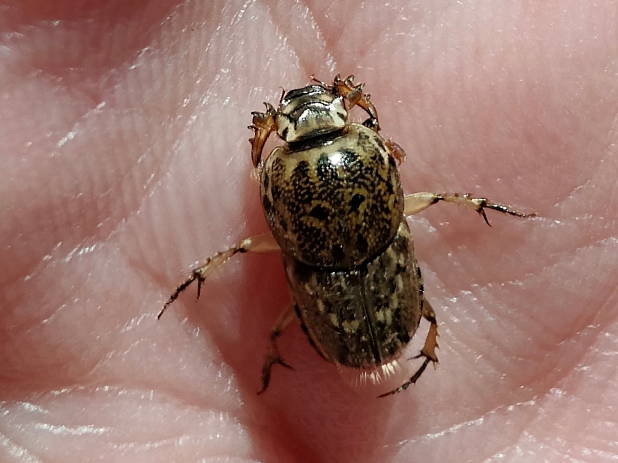 Euoniticellus pallipes (Southern Sandy Dung Beetle) – Ausemade