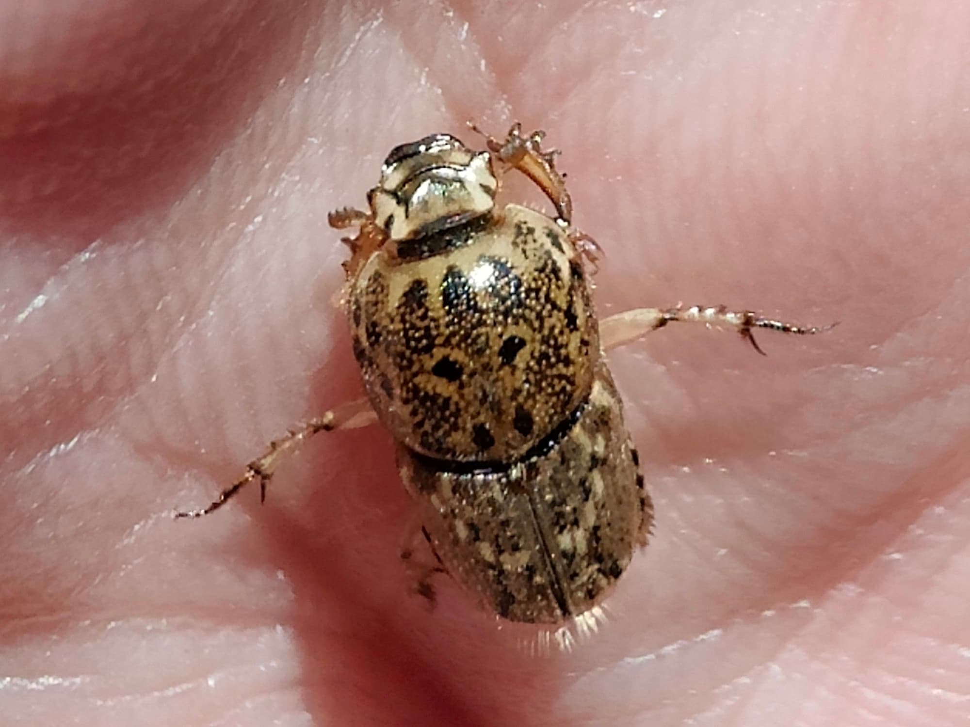 Euoniticellus pallipes (Southern Sandy Dung Beetle) – Ausemade