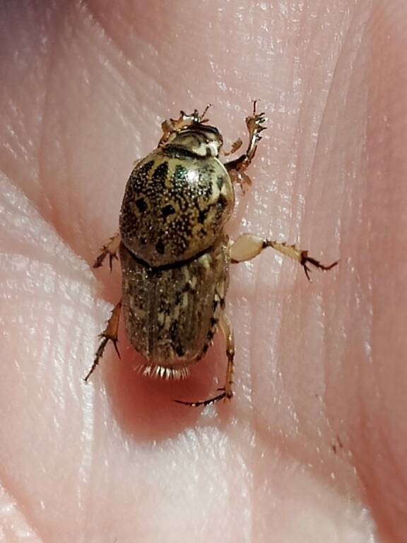 Euoniticellus pallipes (Southern Sandy Dung Beetle) – Ausemade