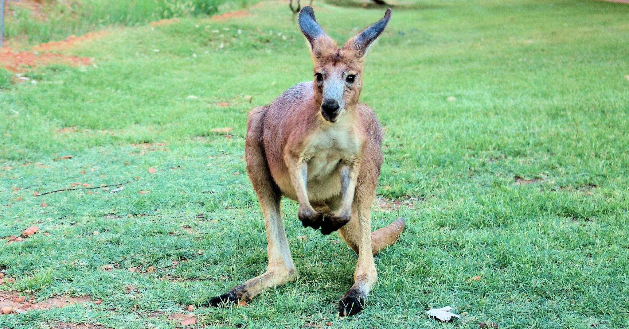 Wallaroo – Ausemade