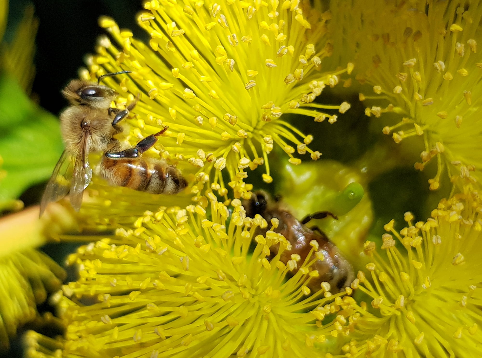 Apis mellifera on Eucalyptus erythrocorys – Ausemade