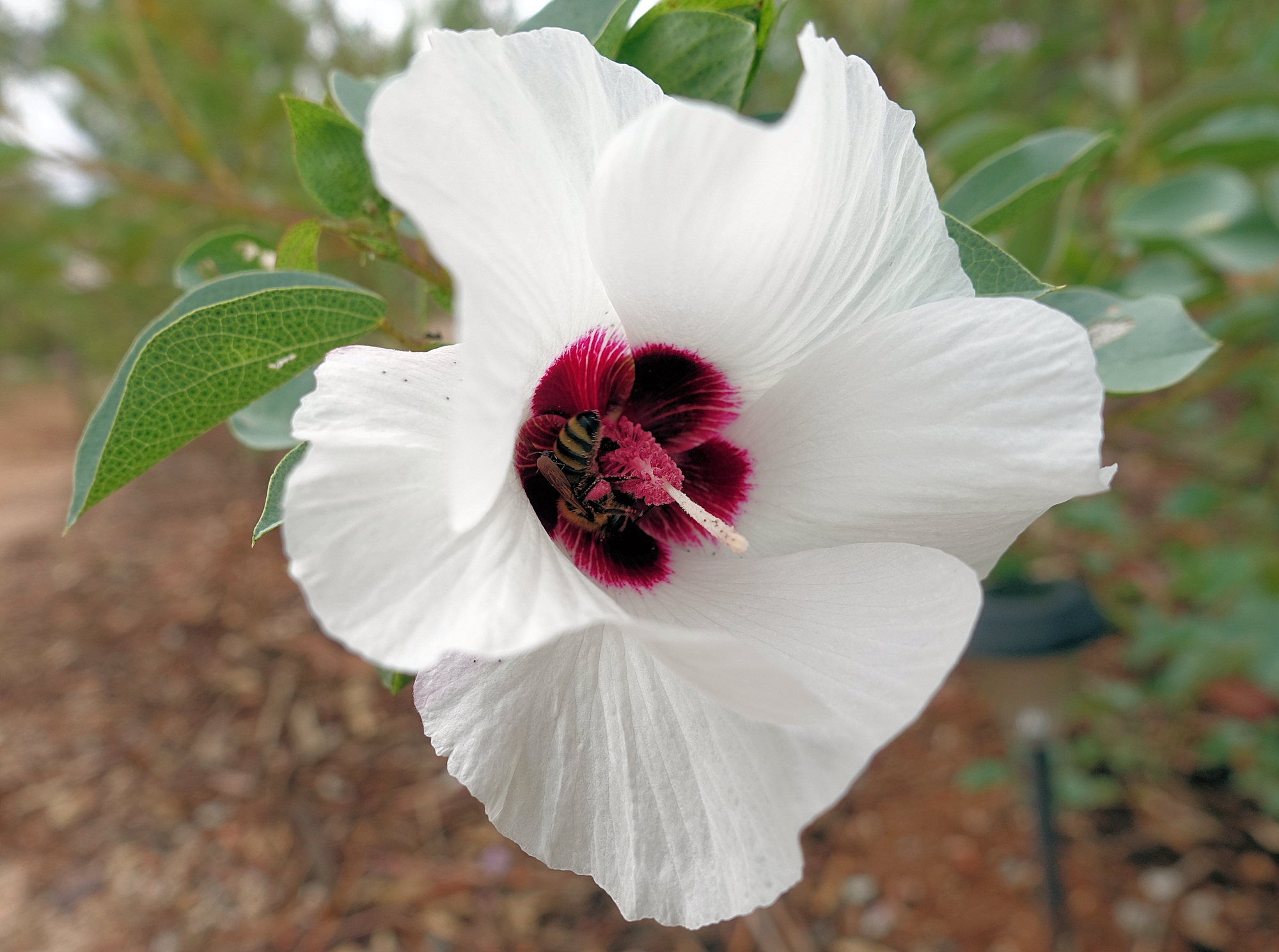 Sturt’s Desert Rose – Ausemade