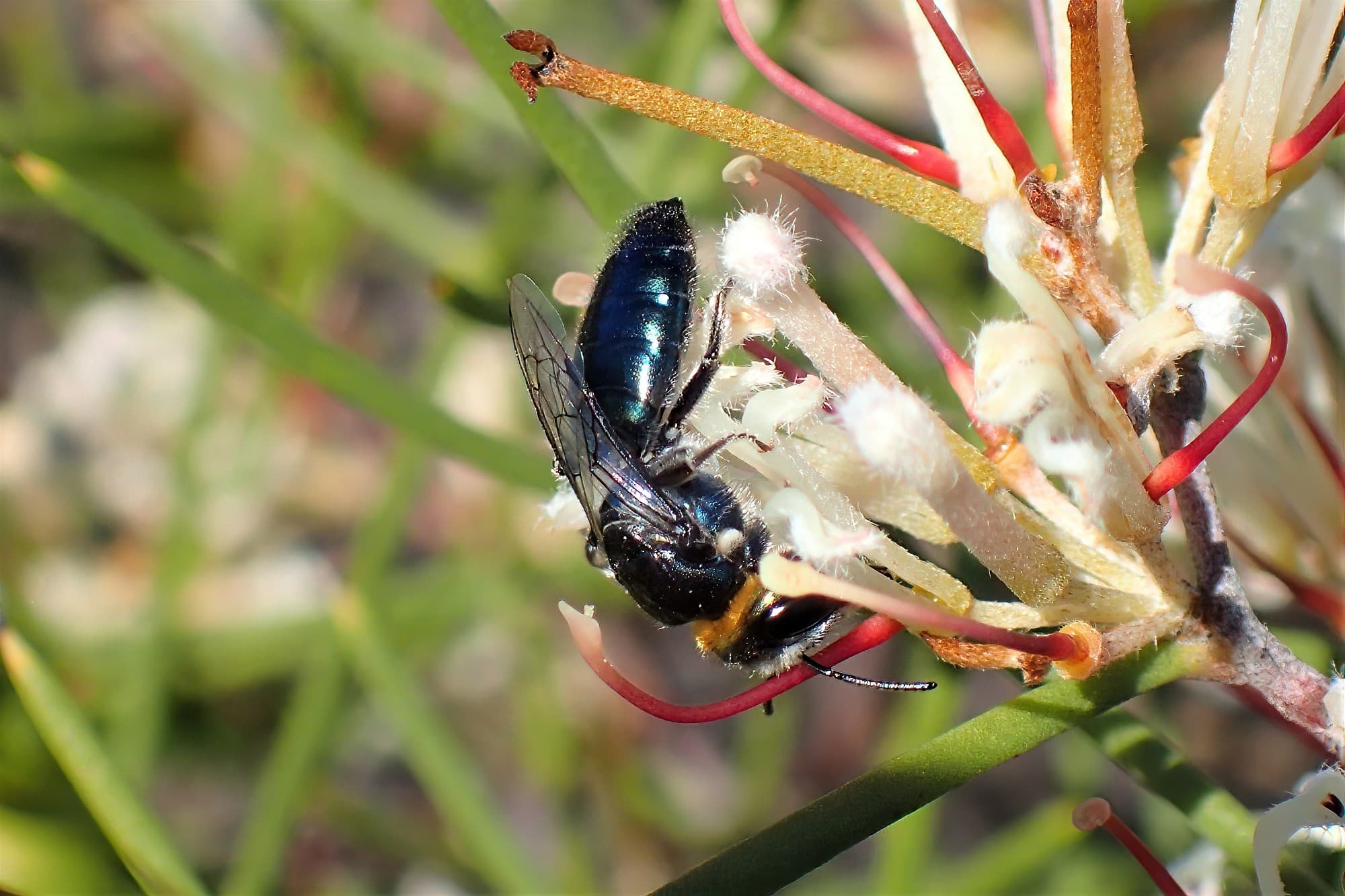 Euryglossa calaina female – Ausemade