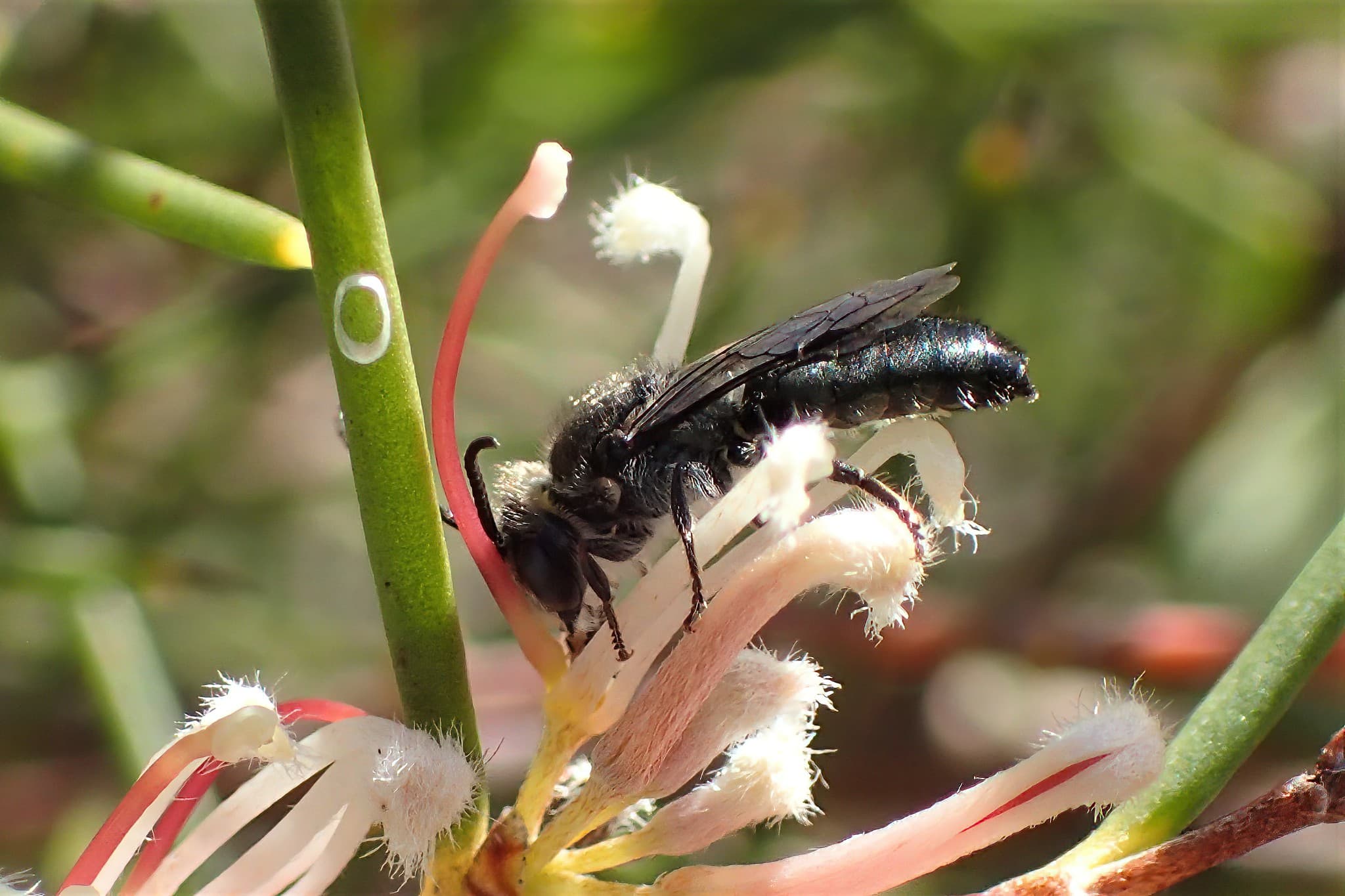 Native bees Euryglossa calaina and Callomelitta antipodes – Ausemade