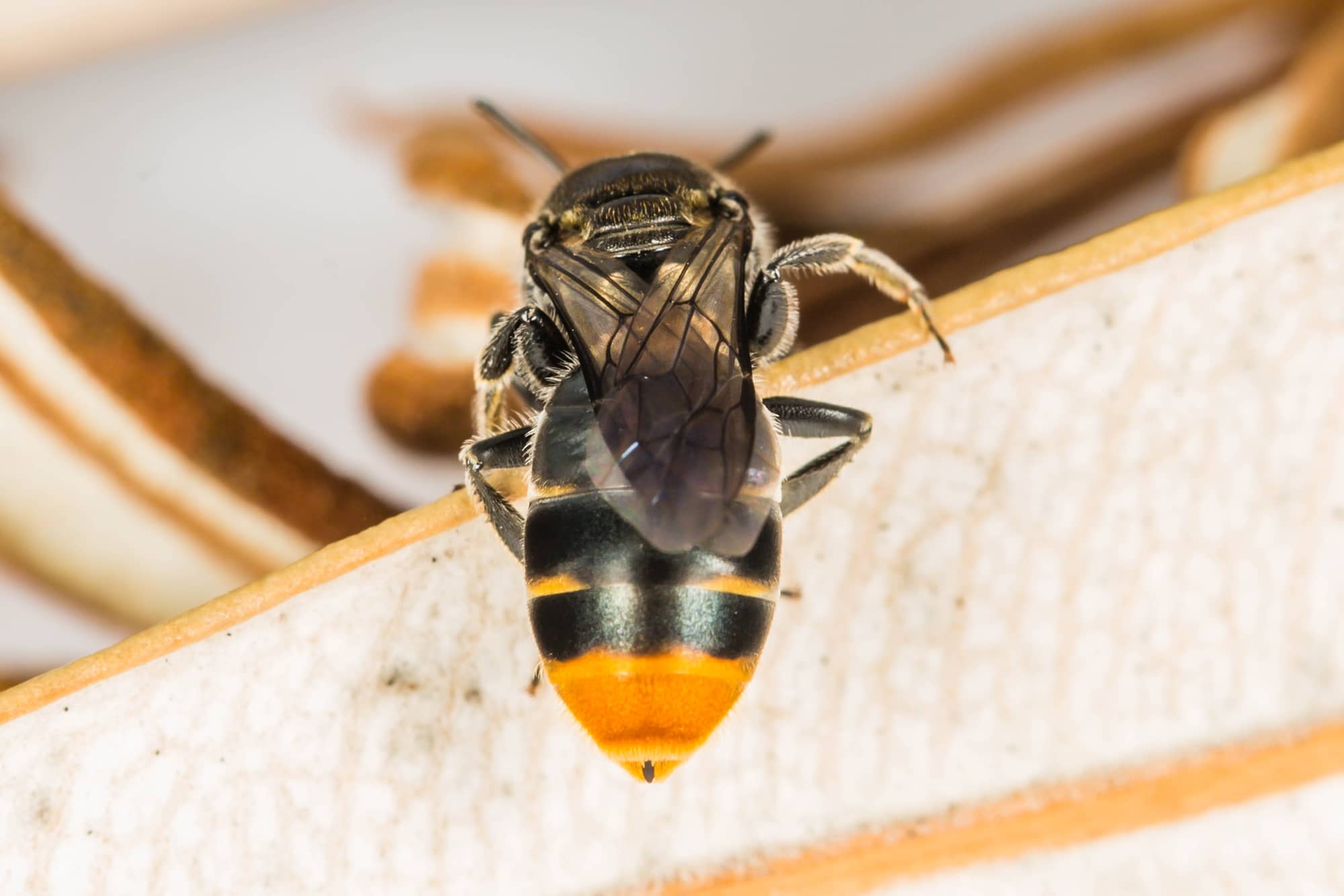 Euryglossa salaris – Ausemade