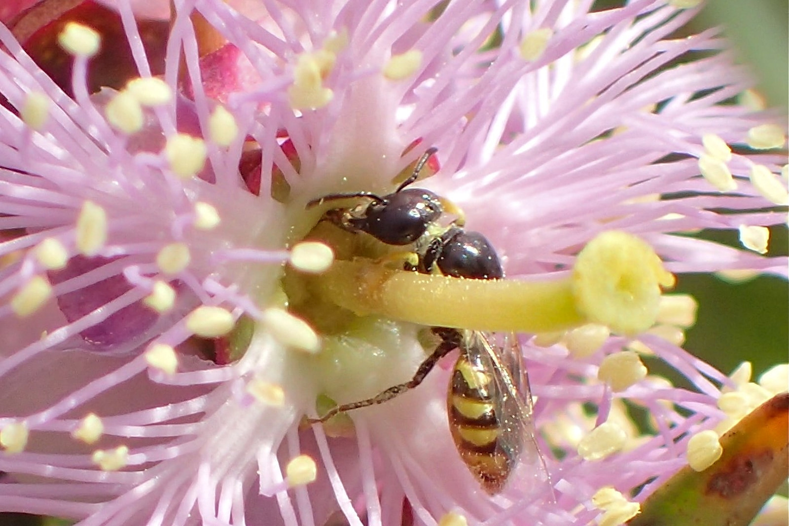 Euryglossinae – Ausemade