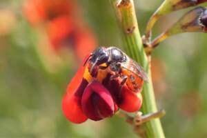 Bubbling Euryglossinae Dasyhesma… – Ausemade