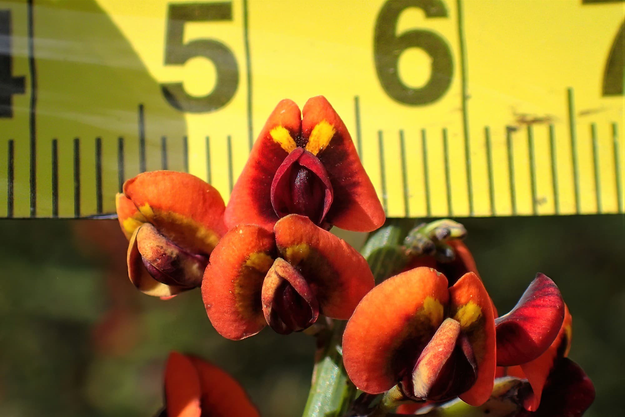 Bubbling Euryglossinae Dasyhesma… – Ausemade