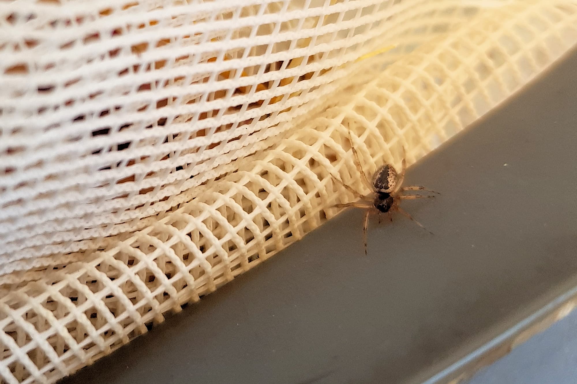 Euryopis sp – Ausemade