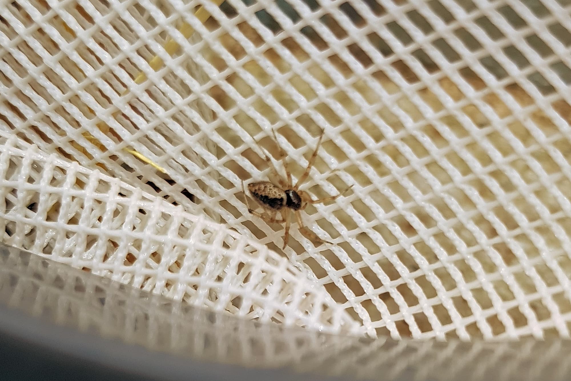 Euryopis sp – Ausemade