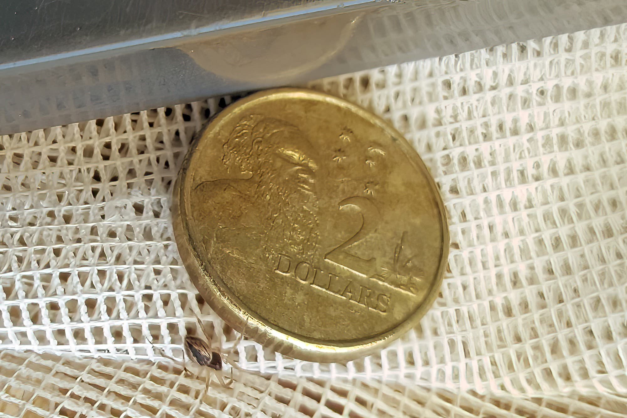 Euryopis sp – Ausemade