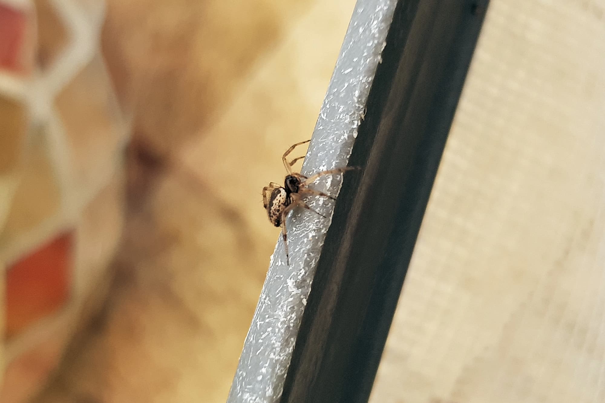 Euryopis sp – Ausemade