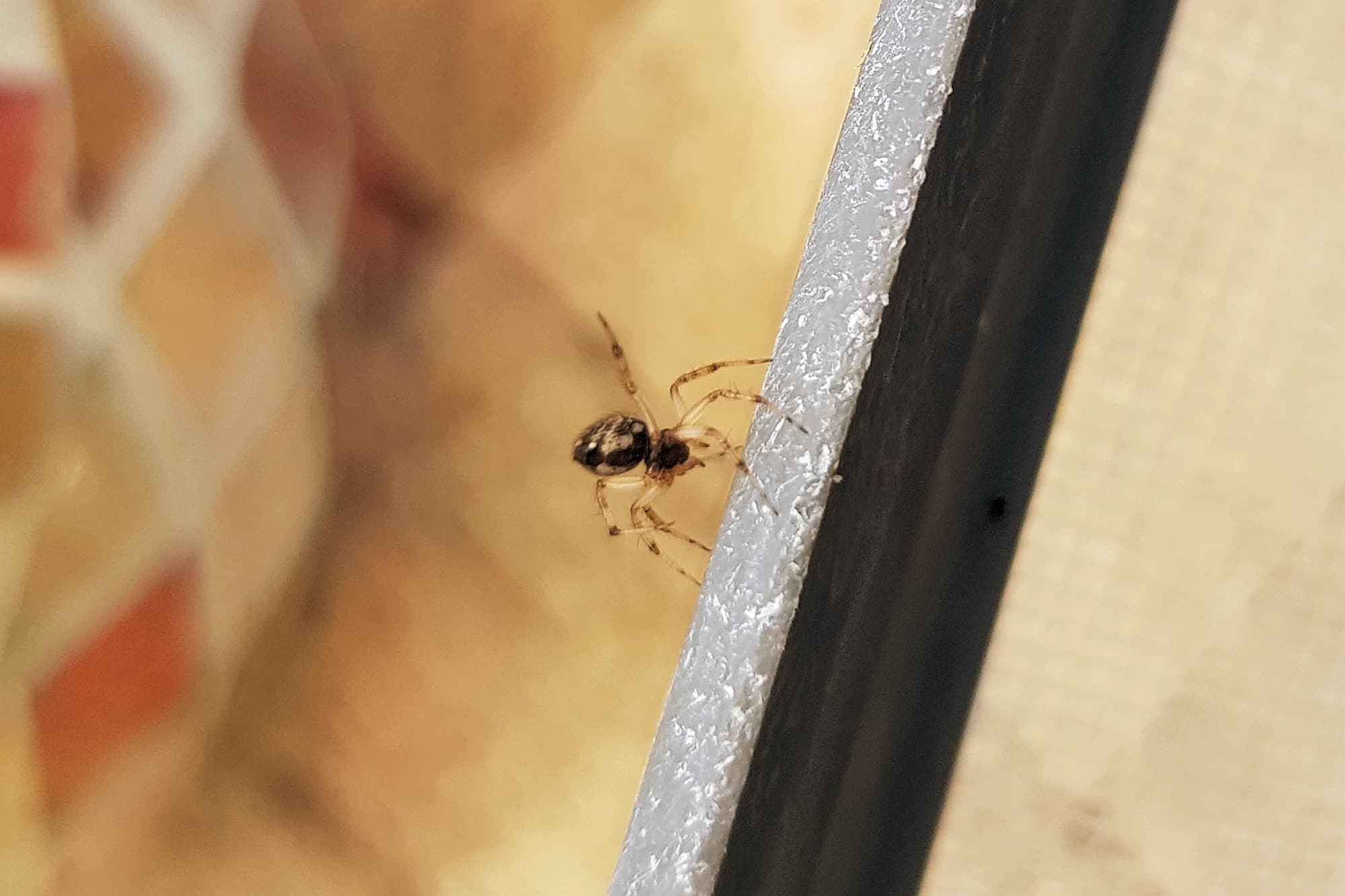 Euryopis sp – Ausemade