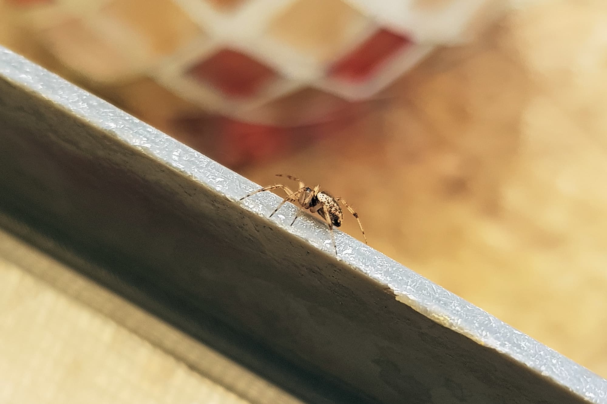 Euryopis sp – Ausemade