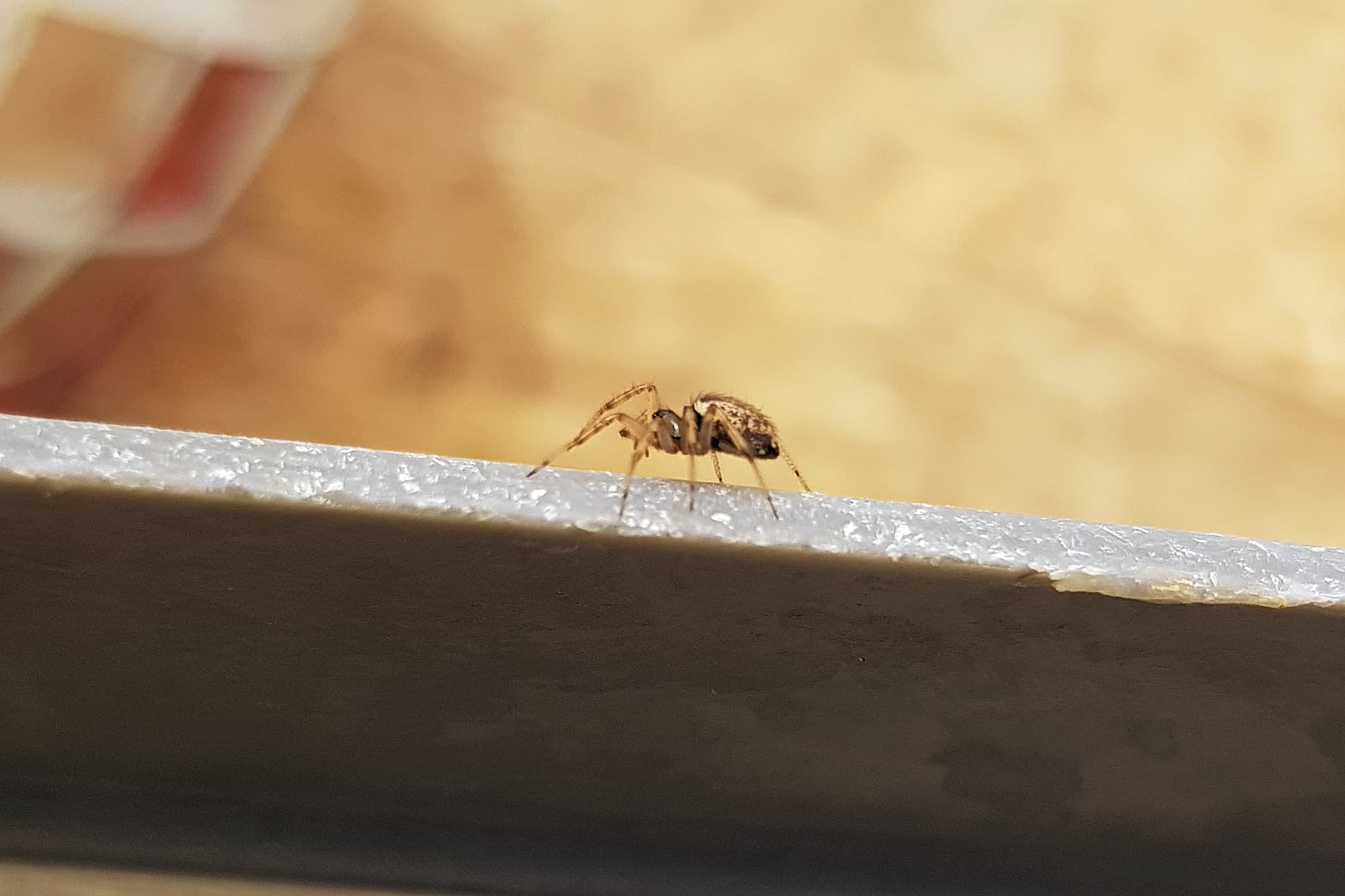 Euryopis sp – Ausemade