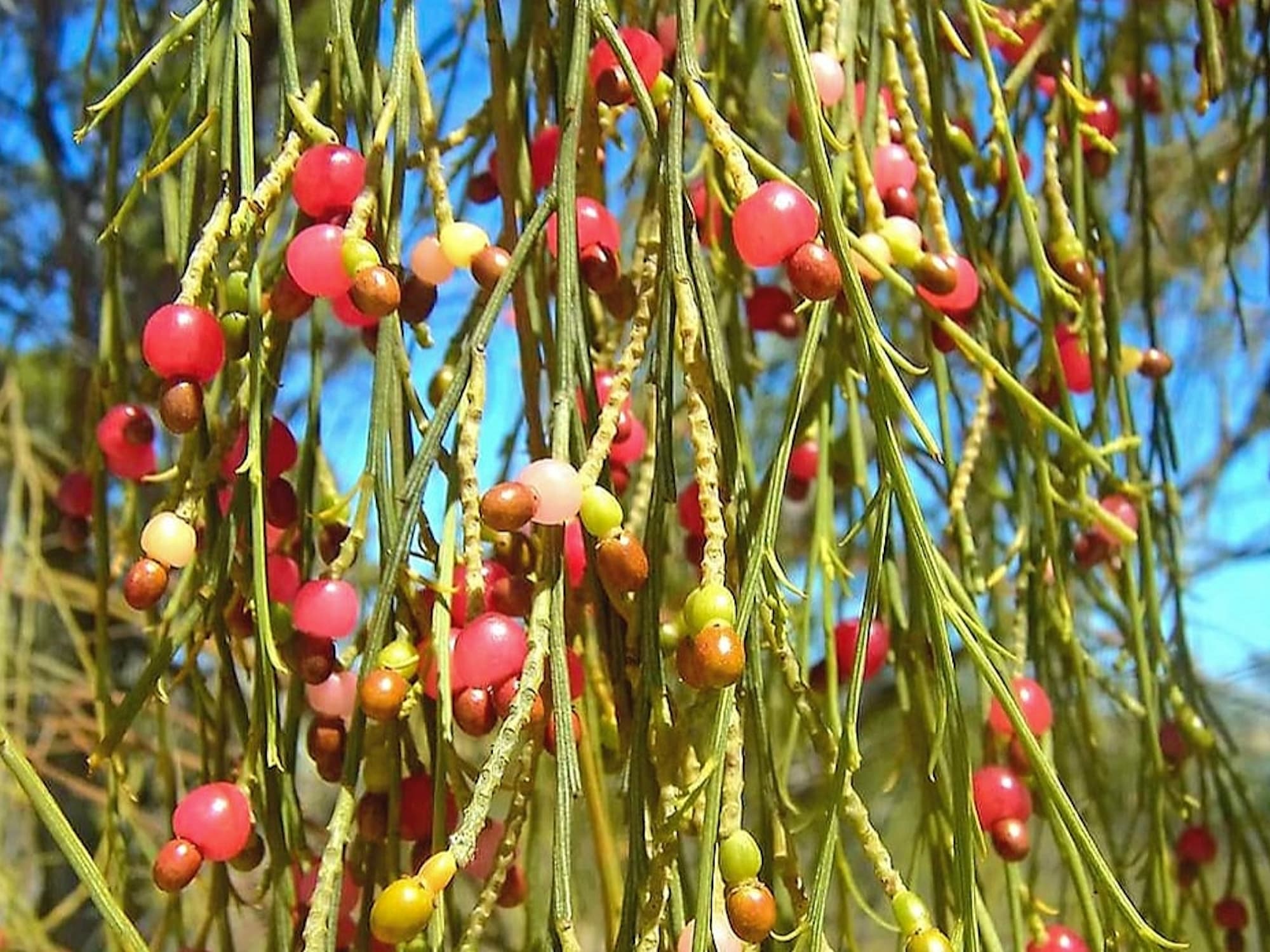 Exocarpos sparteus – Ausemade