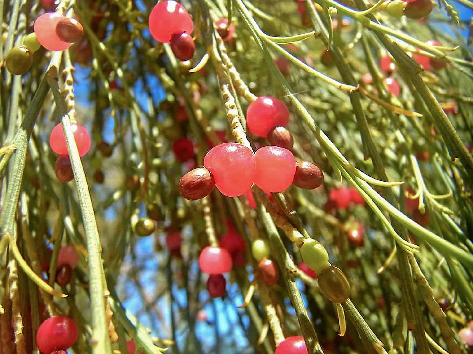 Exocarpos sparteus – Ausemade