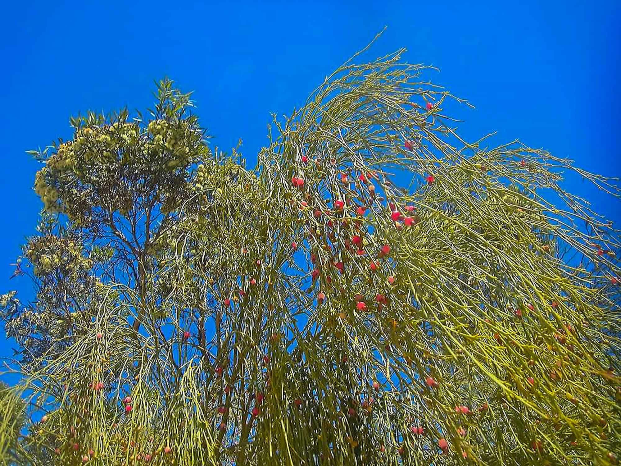 Exocarpos sparteus – Ausemade