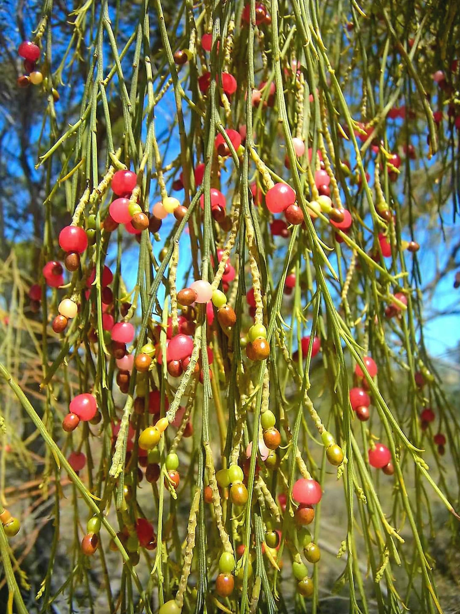 Exocarpos sparteus – Ausemade