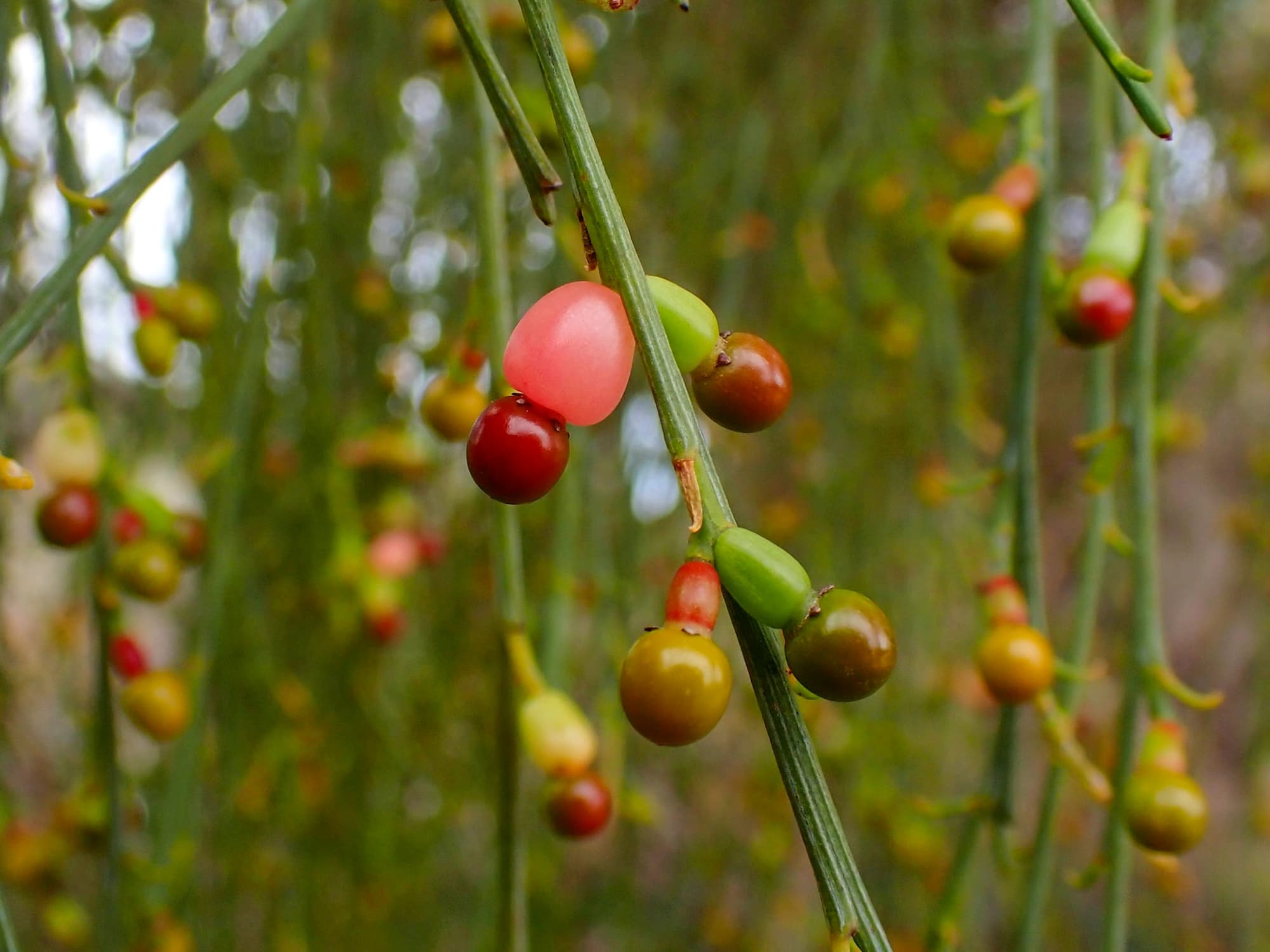 Exocarpos sparteus – Ausemade