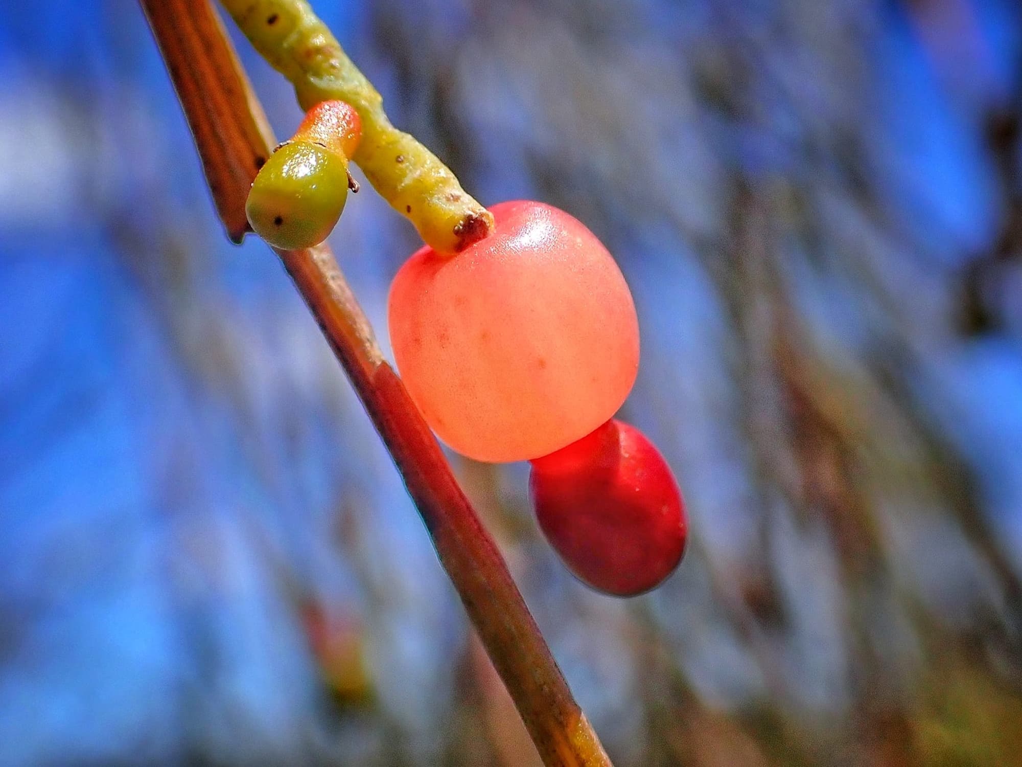 Exocarpos sparteus (Broom Ballart) – Ausemade