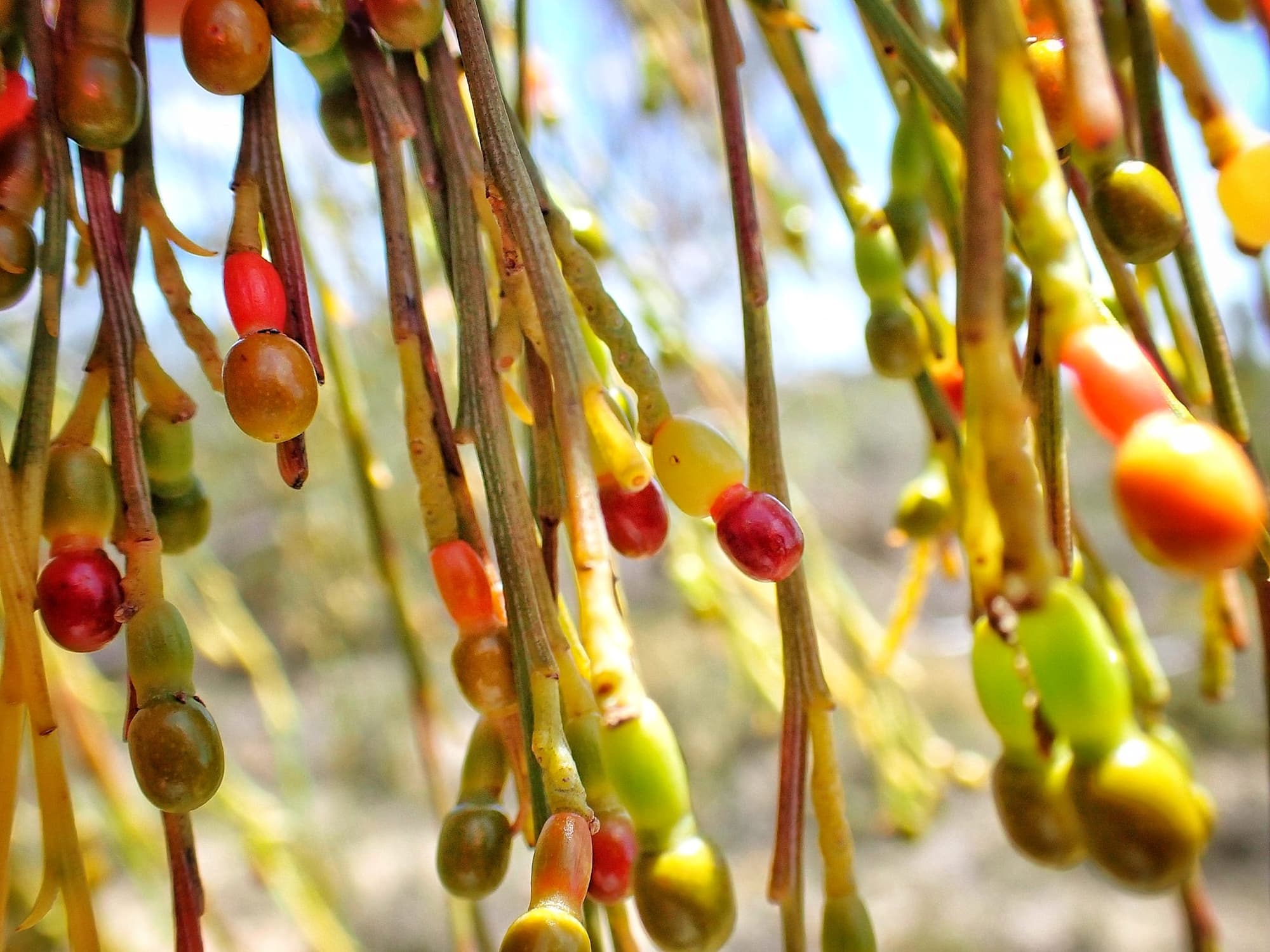 Exocarpos sparteus (Broom Ballart) – Ausemade