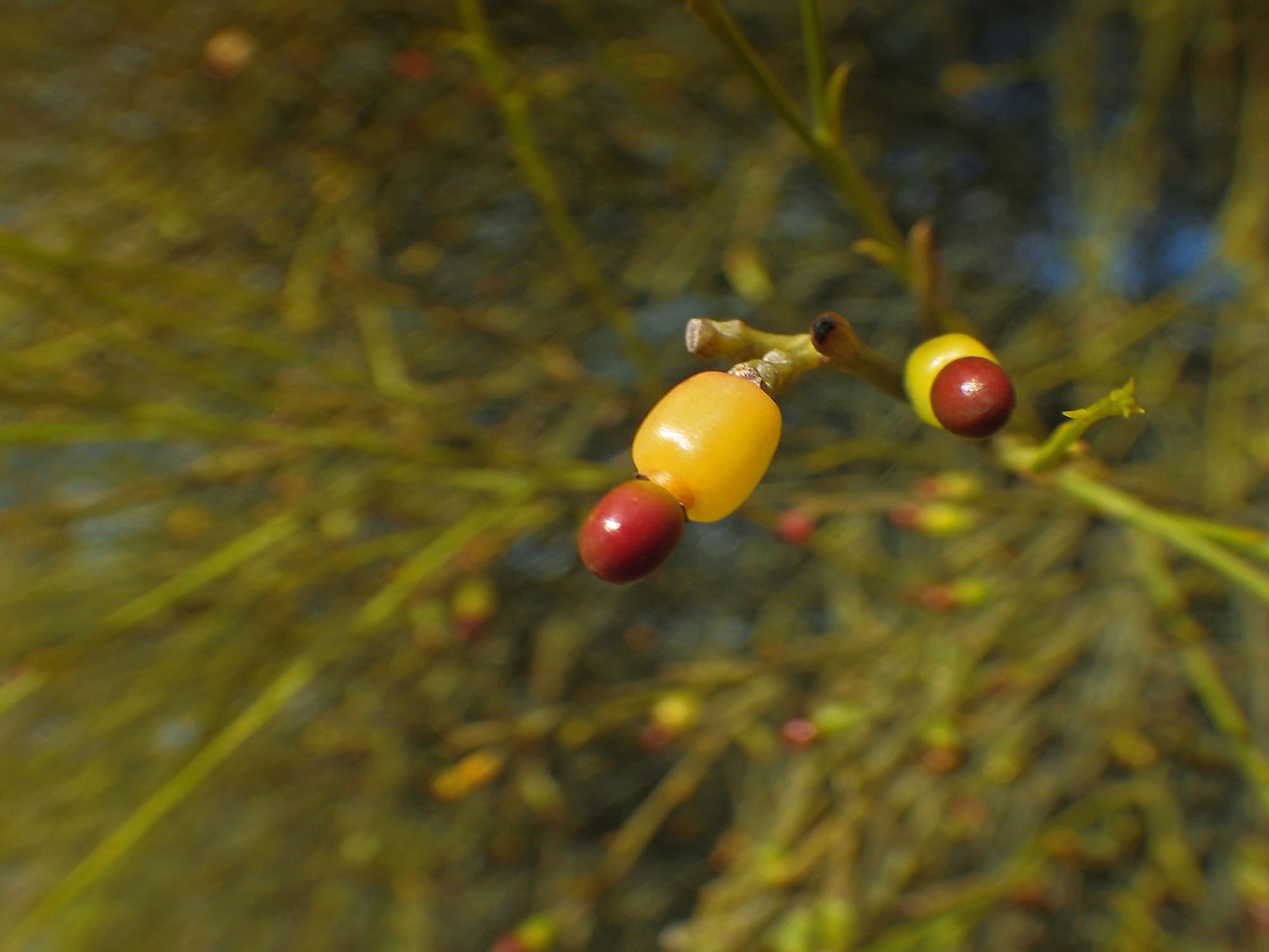 Exocarpos sparteus – Ausemade