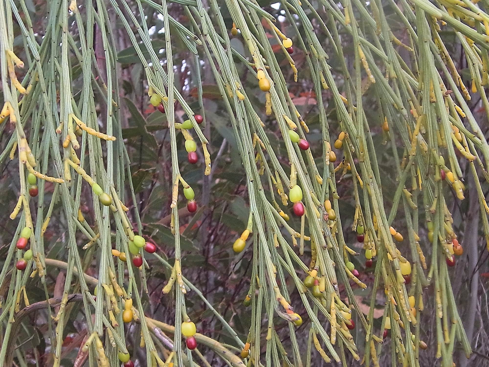 Exocarpos sparteus – Ausemade