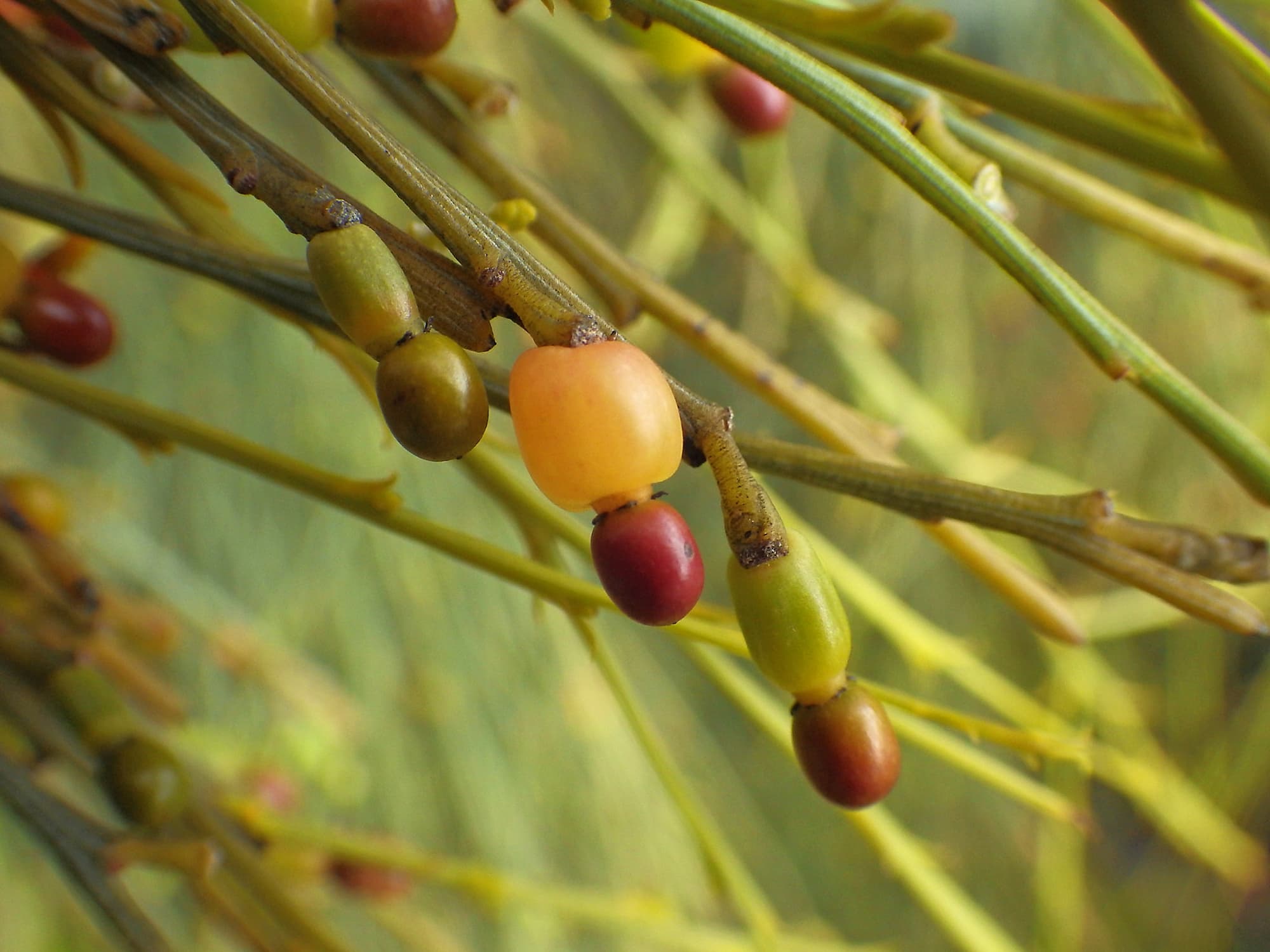 Exocarpos sparteus – Ausemade