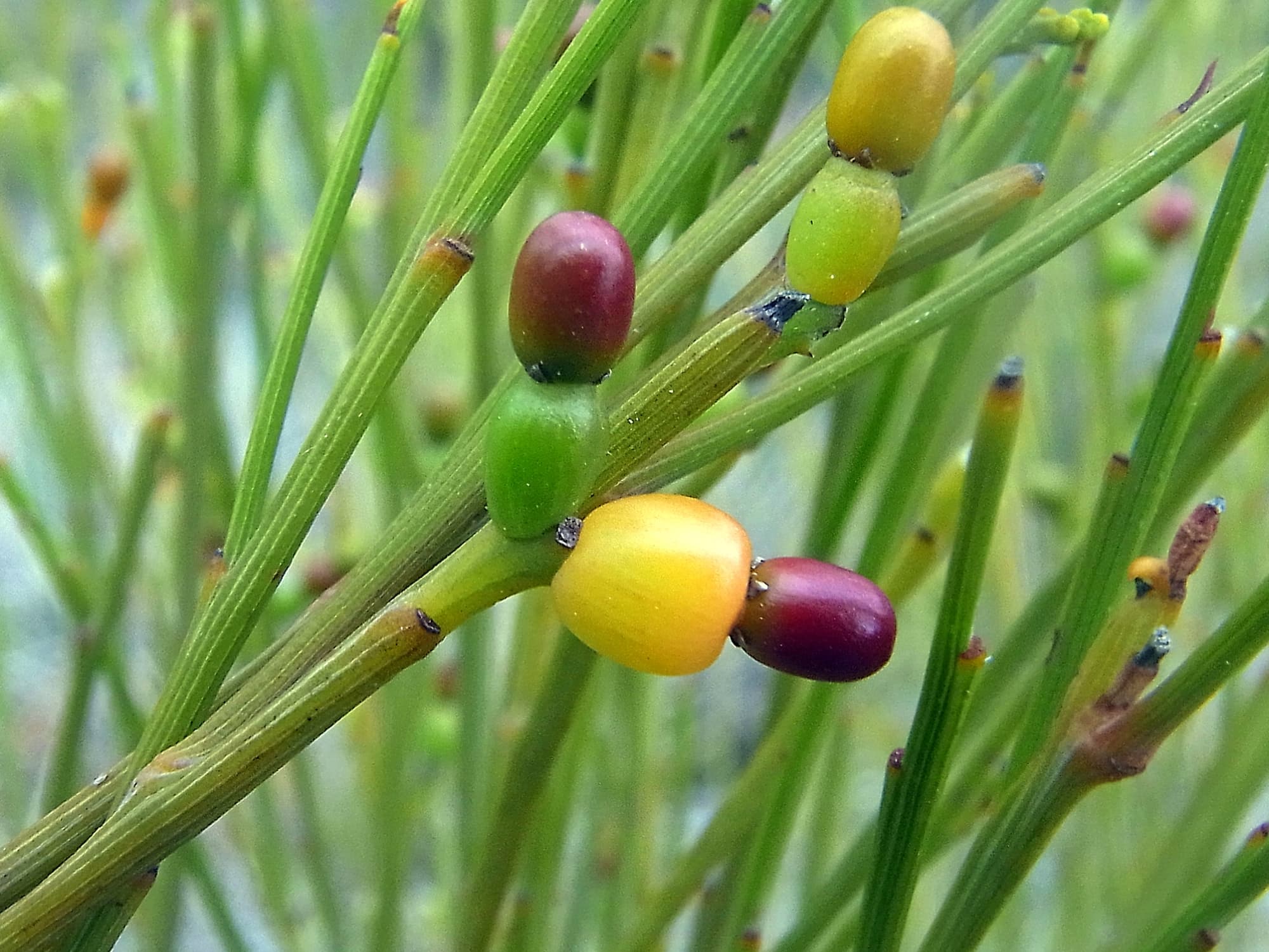 Exocarpos sparteus – Ausemade