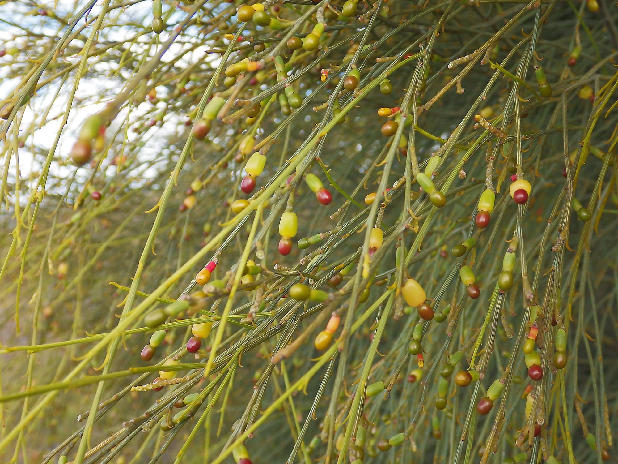 Exocarpos sparteus – Ausemade