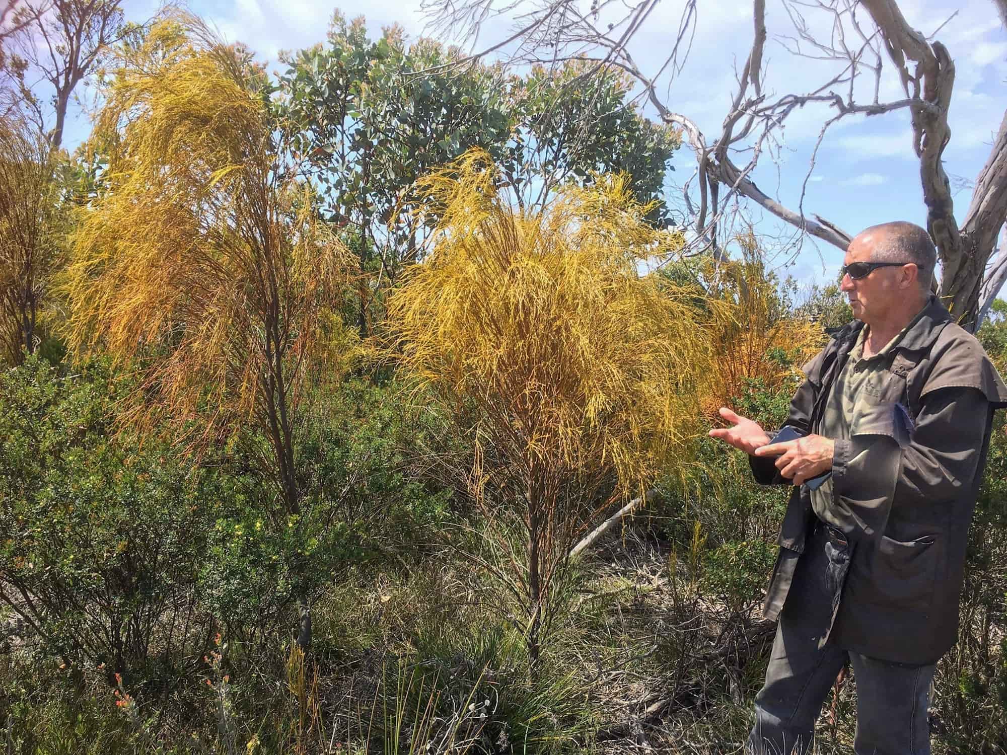 Exocarpos sparteus – Ausemade