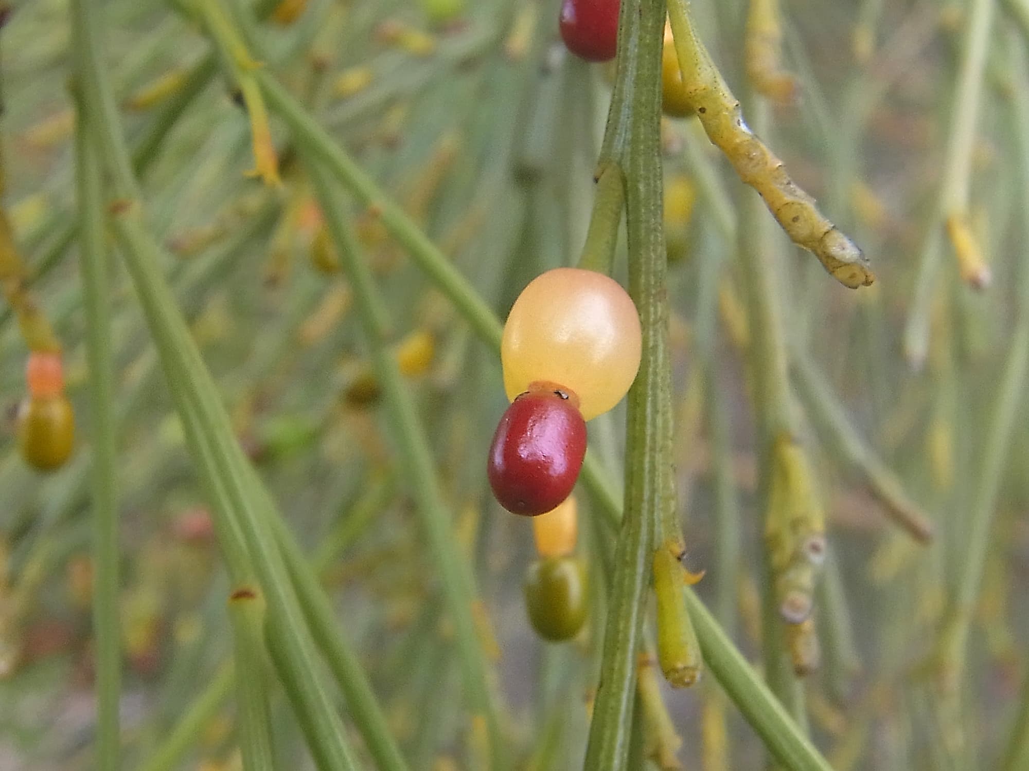 Exocarpos sparteus – Ausemade