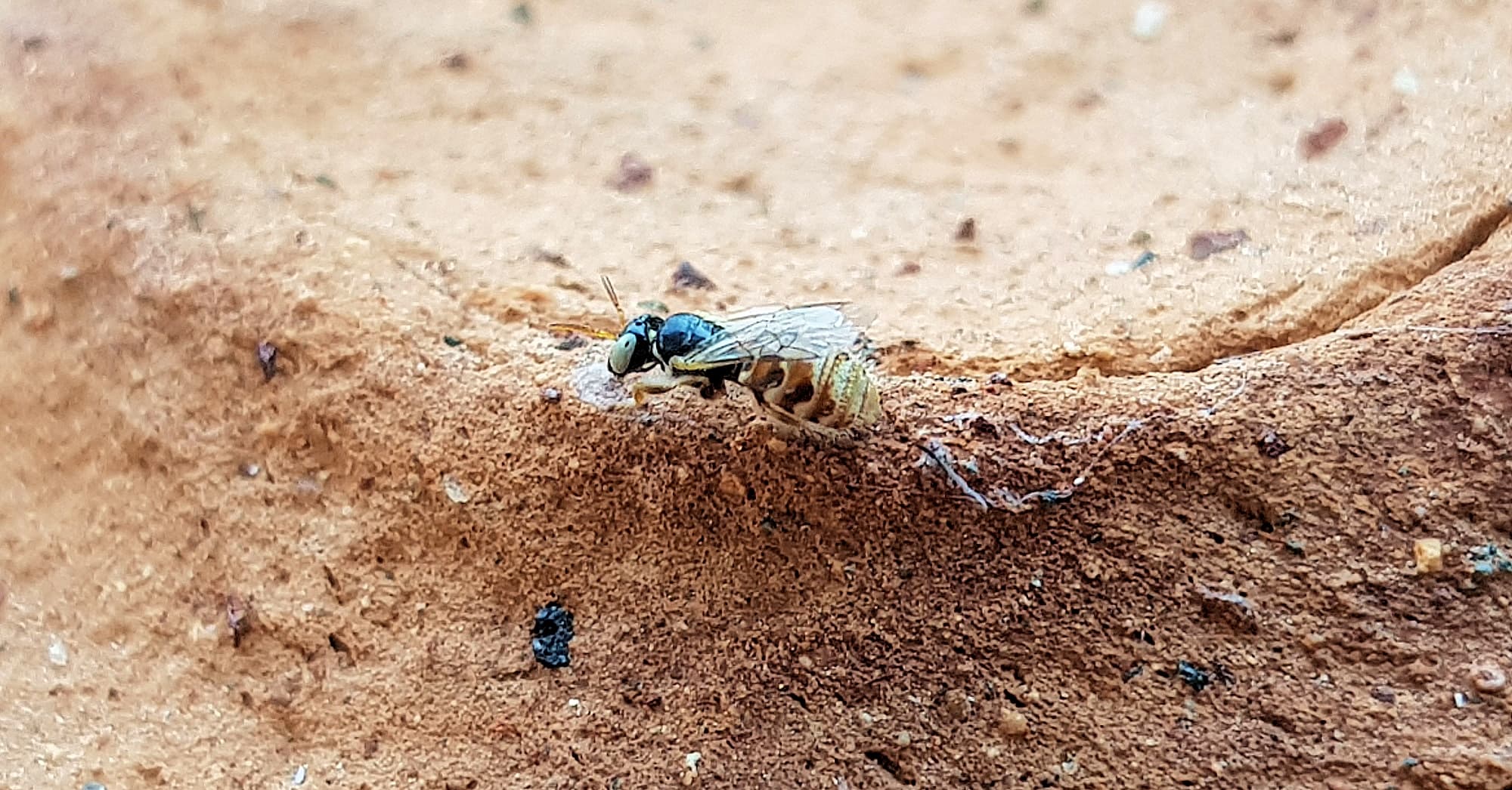 Exoneurella eremophila – Ausemade