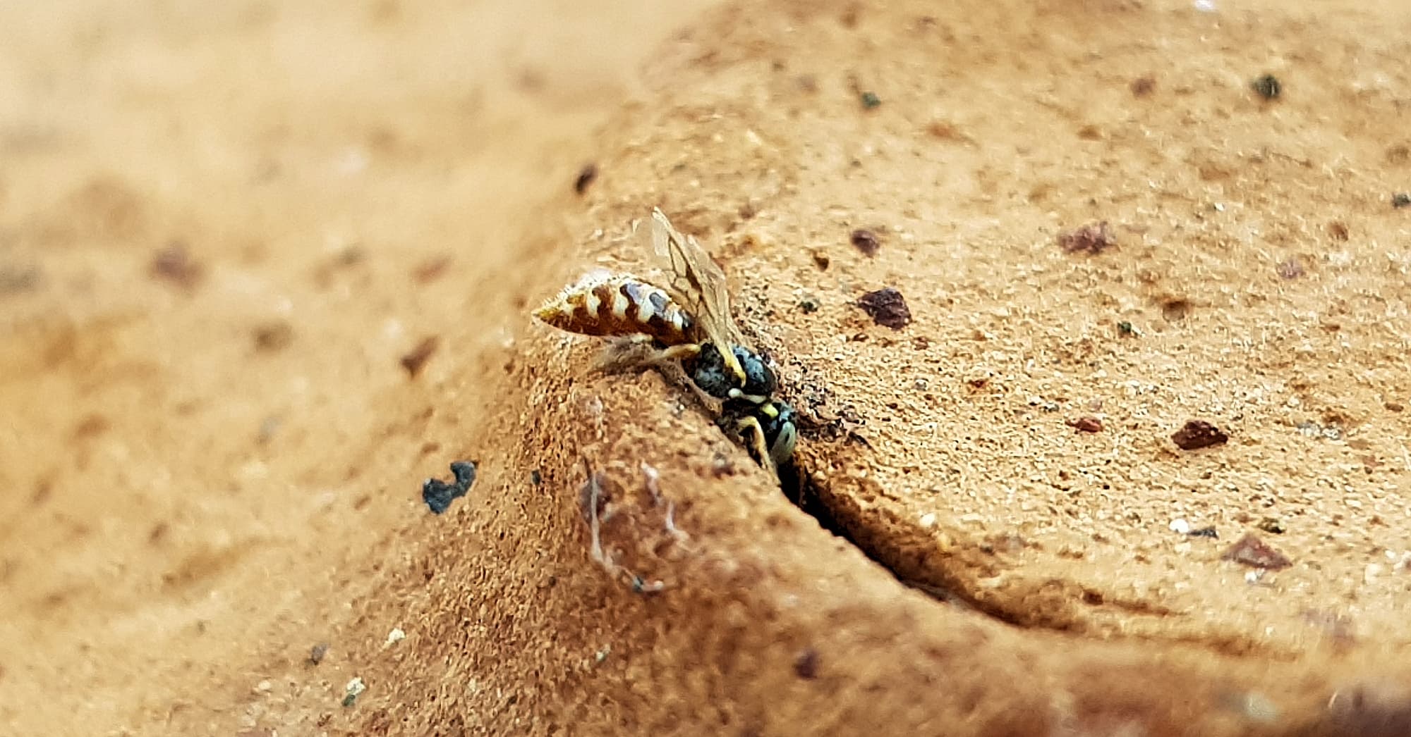 Exoneurella eremophila – Ausemade