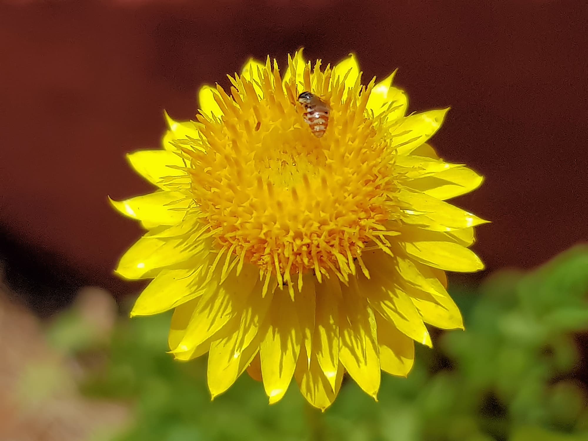 Exoneurella eremophila Bee – Ausemade