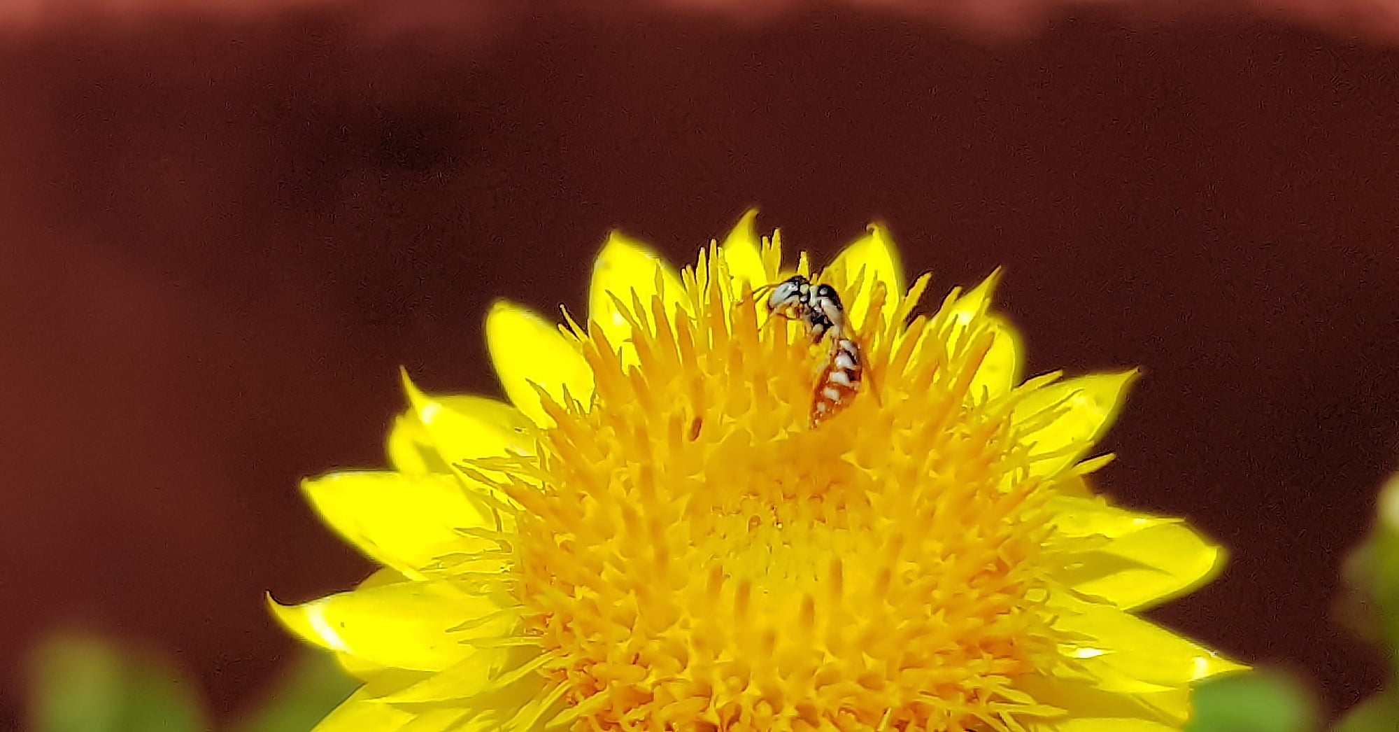 Exoneurella eremophila Bee – Ausemade